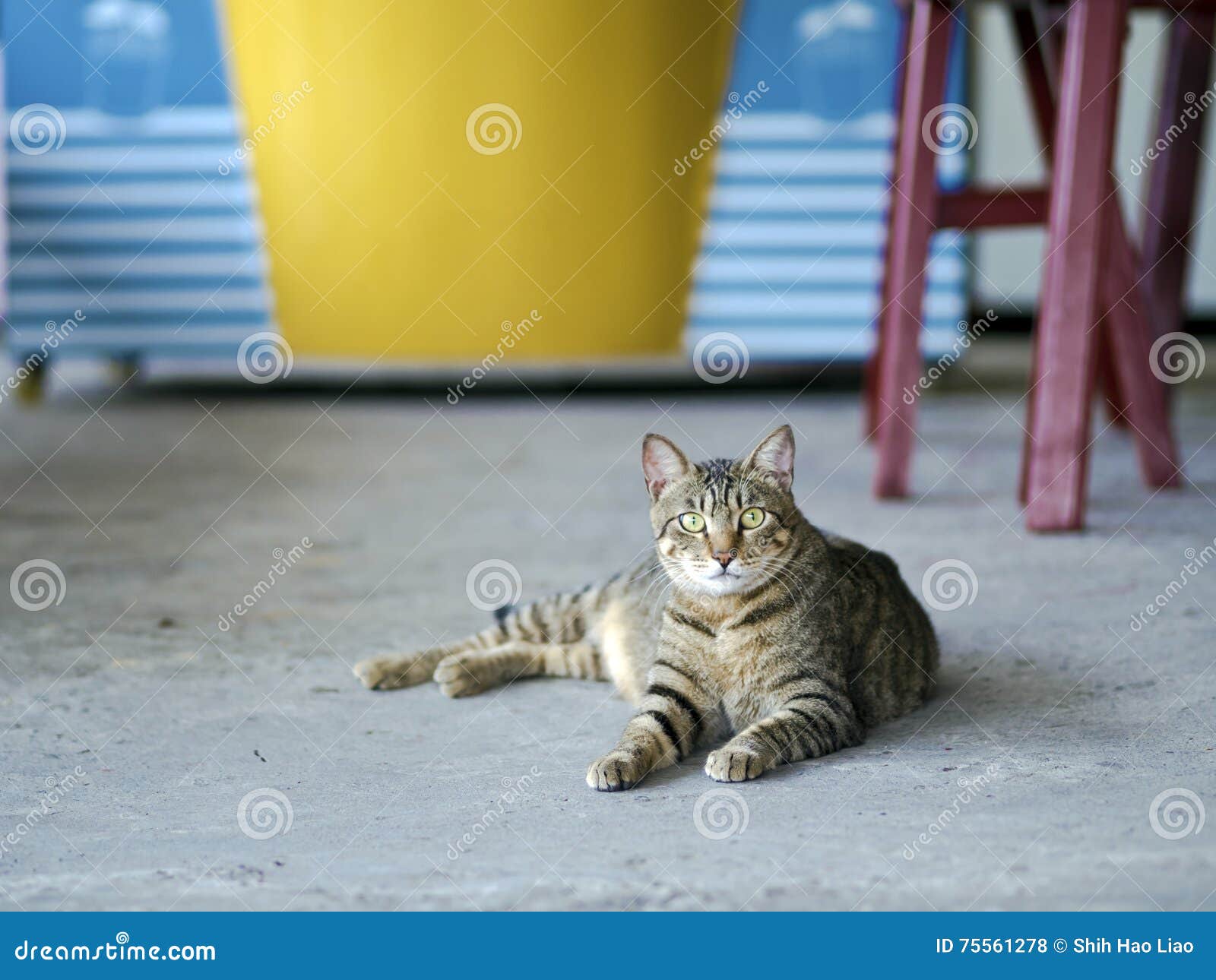 Tabby cat looking forward stock photo. Image of beauty - 75561278