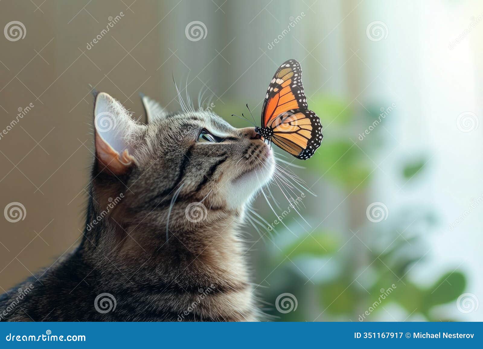 Tabby Cat Looking at a Monarch Butterfly Perched on Its Nose Stock ...