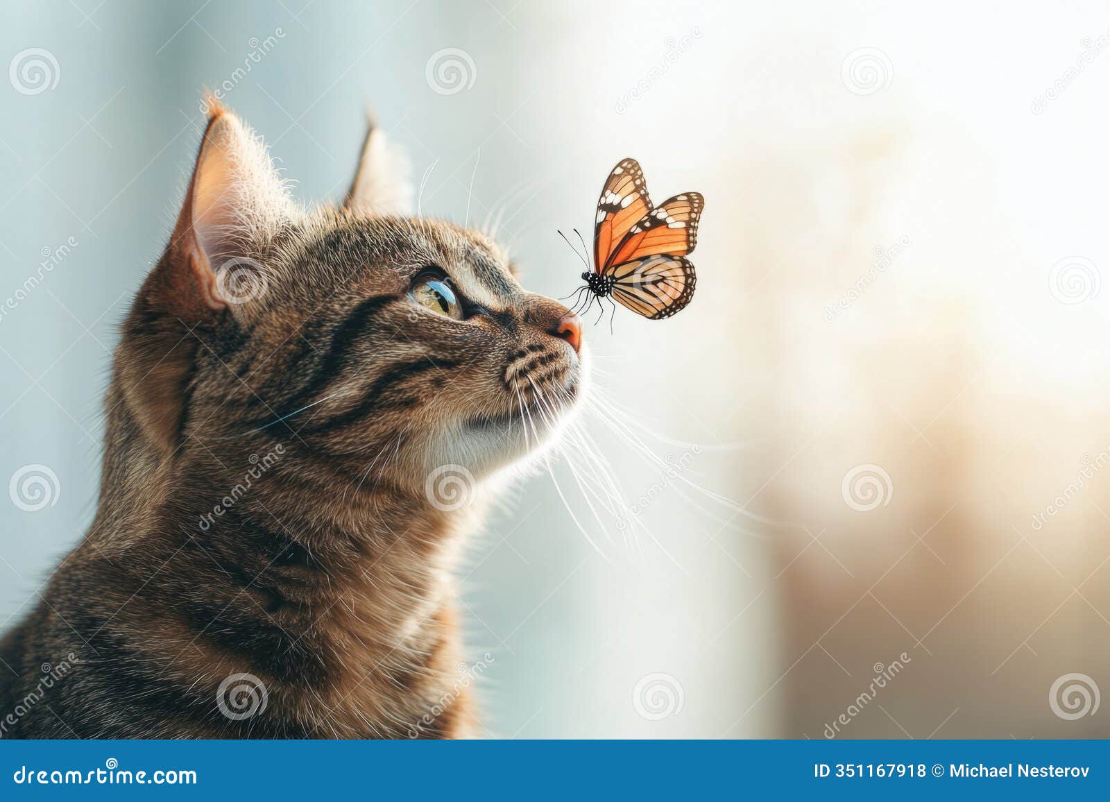 Tabby Cat Looking at a Monarch Butterfly Perched on Its Nose Stock ...