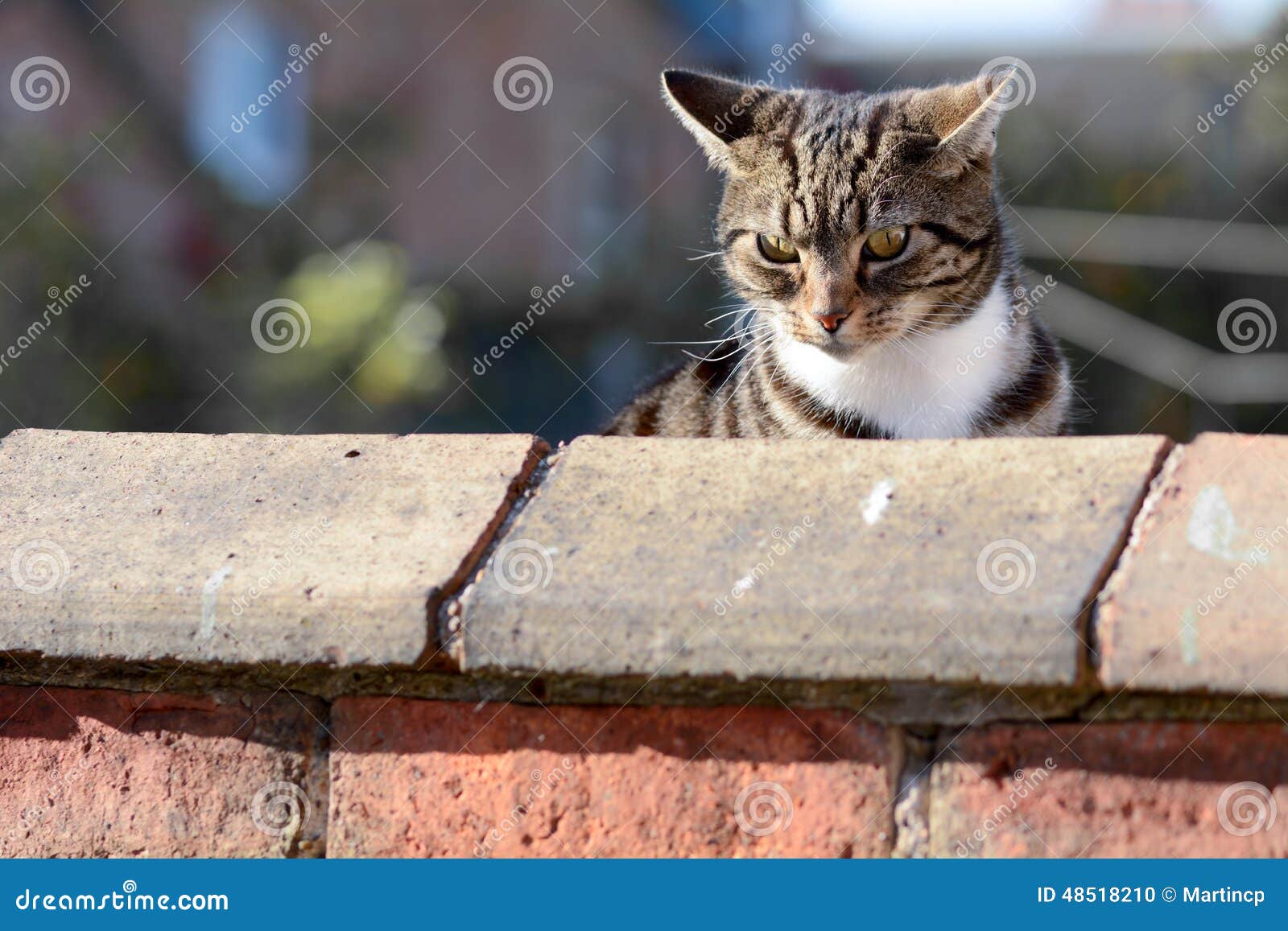 Tabby Cat Looking Over Wall Stock Photo - Image of rest, portrait: 48518210