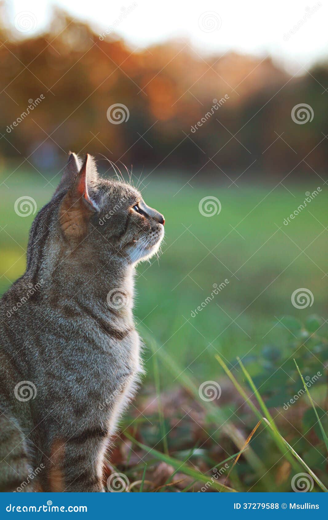 Tabby Cat Looking into the Sunset Stock Photo - Image of orange, bokeh ...