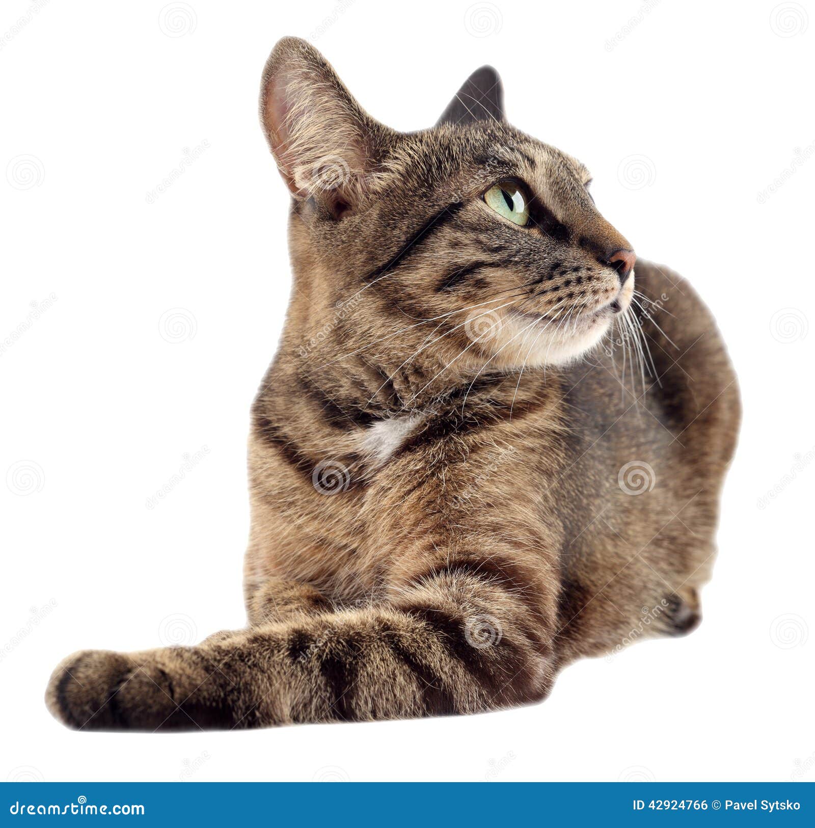 Tabby Cat Looking Up To the Right Isolated on White Background. Stock ...