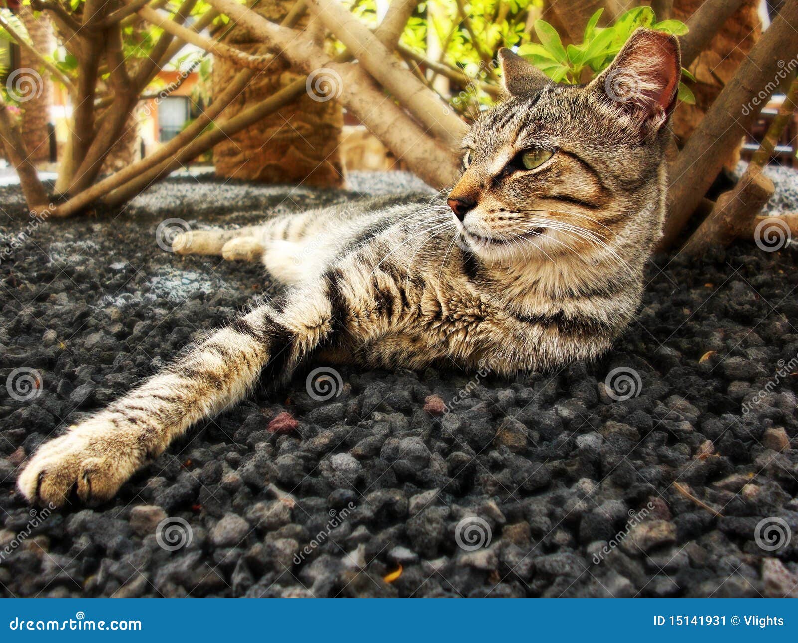Tabby Cat Lounging stock image. Image of whiskers, relaxing - 15141931
