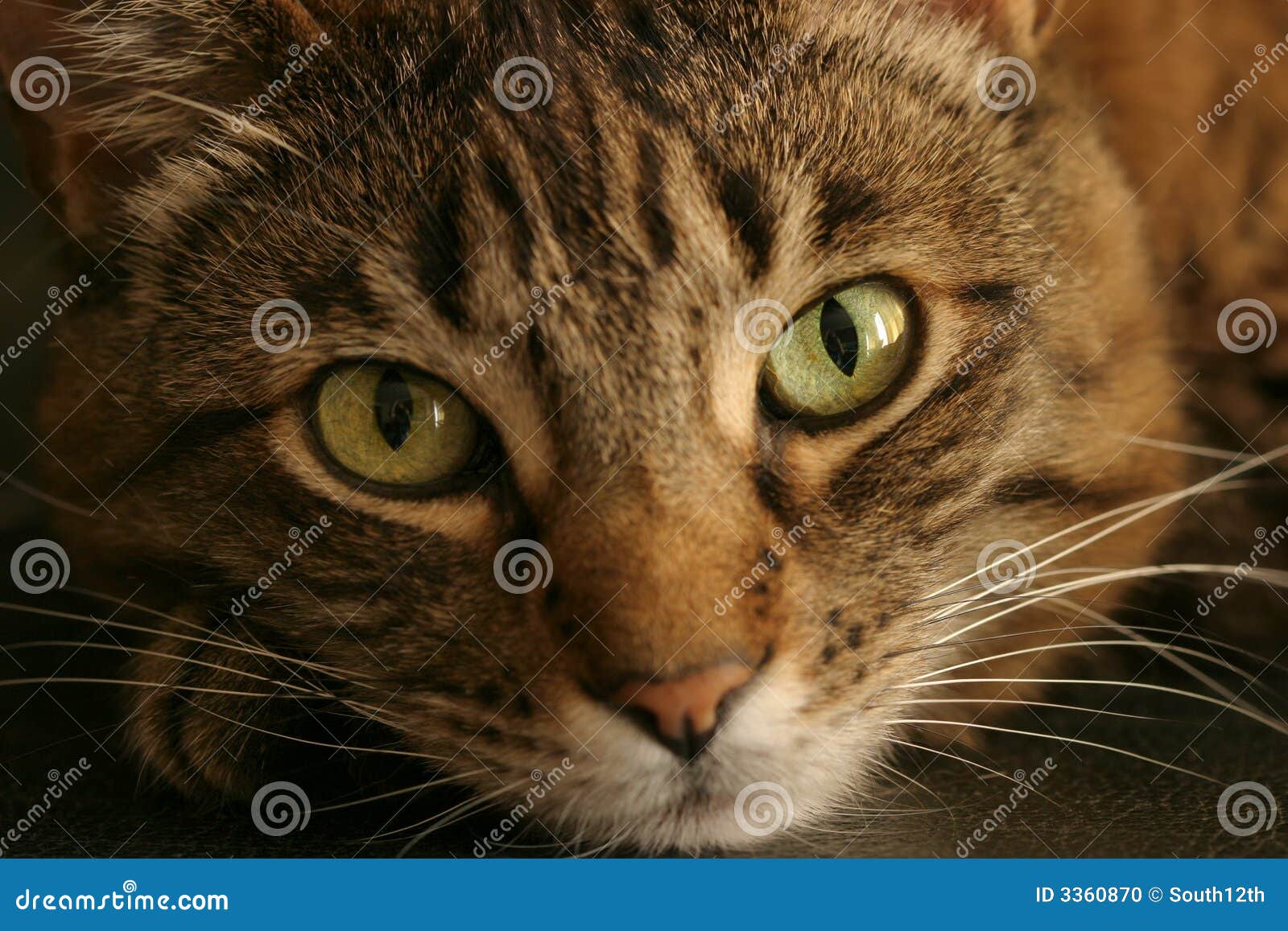 Tabby Cat Loves You stock photo. Image of feline, calm - 3360870