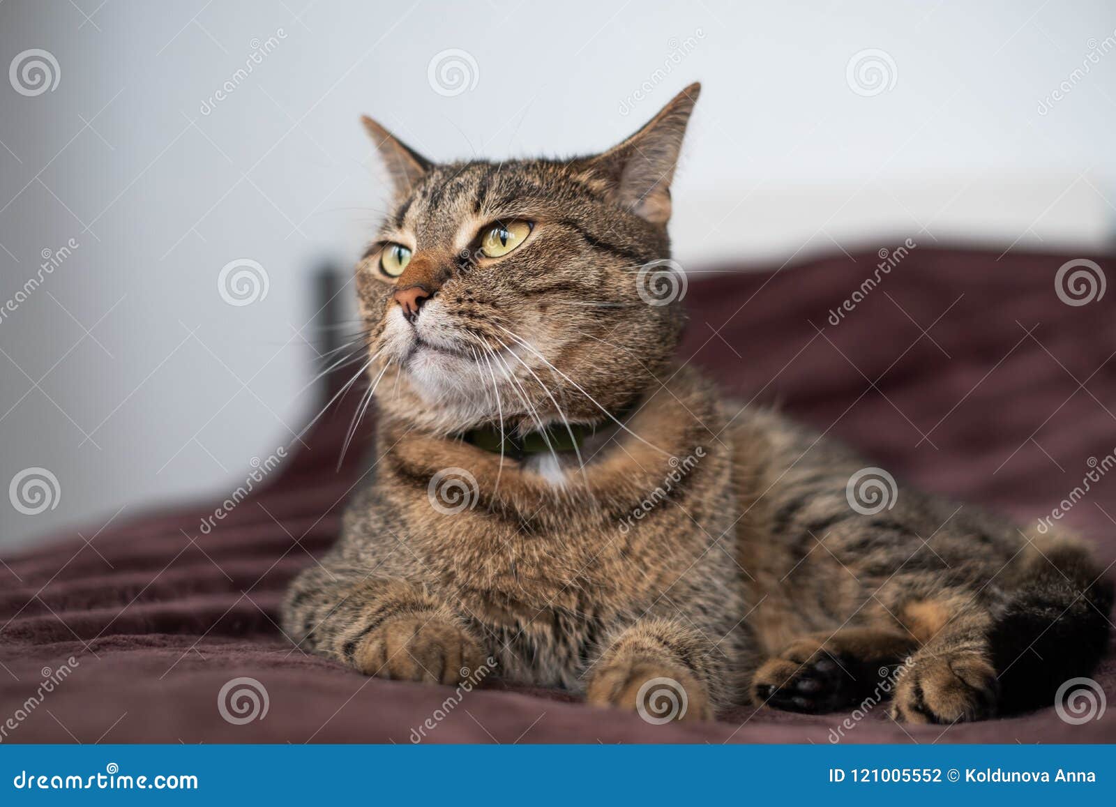 Tabby Cat Lying on the Bed and Looking Aside with Selfish View Stock ...