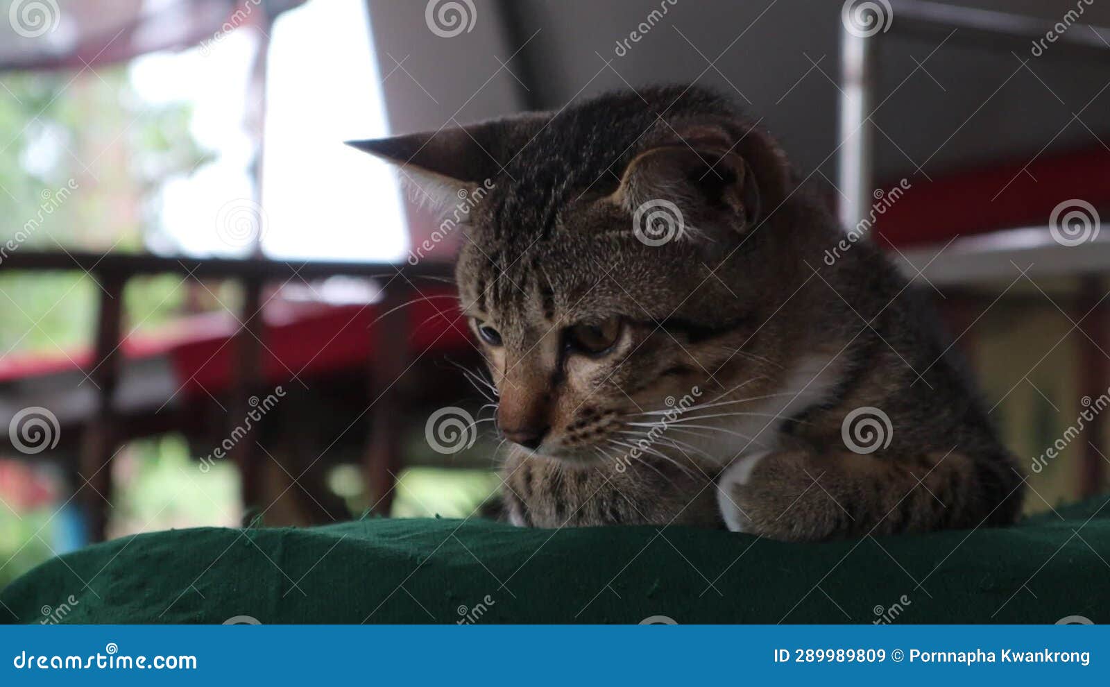A Tabby Cat is Lying Down, Looking at the Camera and Meowing. Stock ...