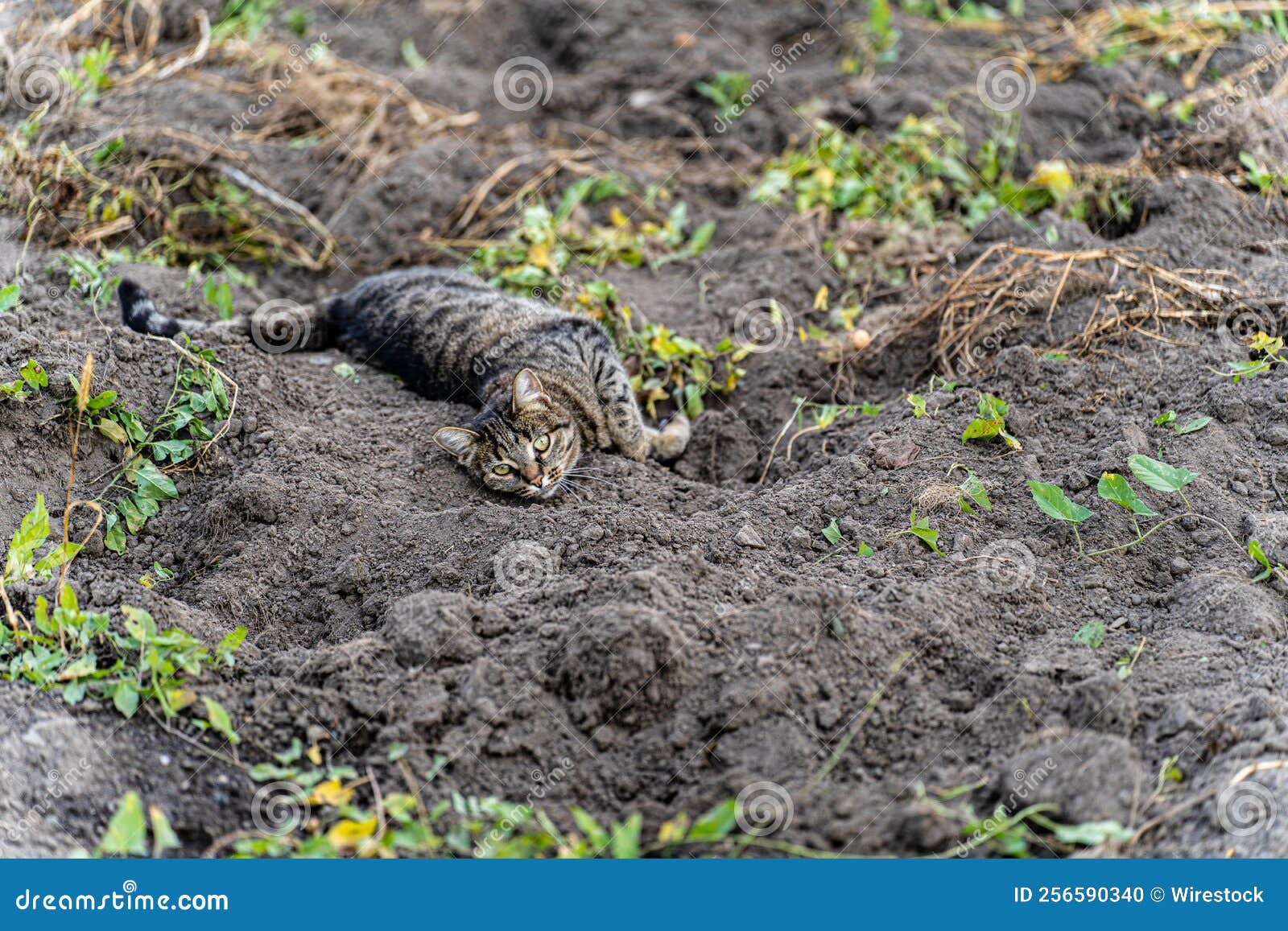 Tabby Cat Lying on the Ground Outdoors Stock Photo - Image of ...