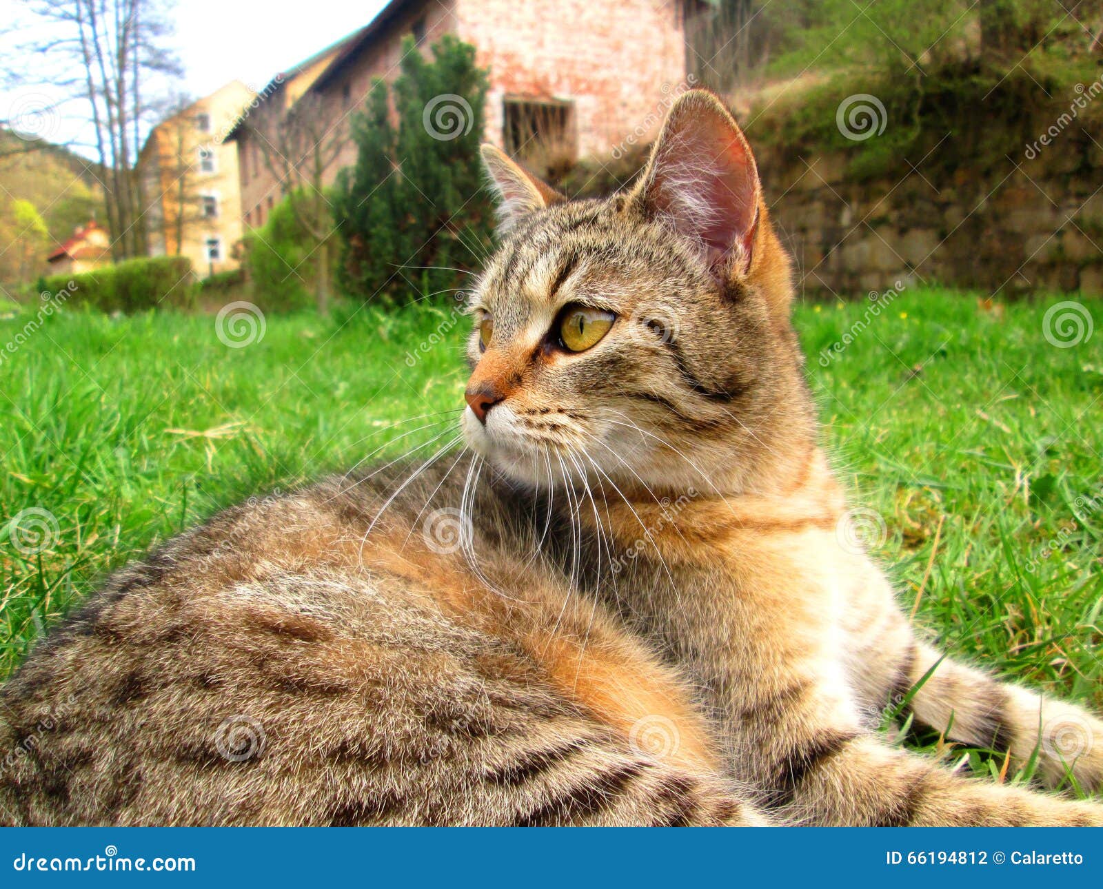 Tabby cat lying outside stock photo. Image of garden - 66194812