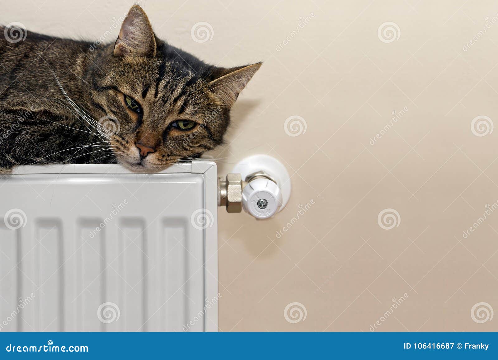 Tabby Cat Lying on Radiator Stock Image - Image of grey, cute: 106416687