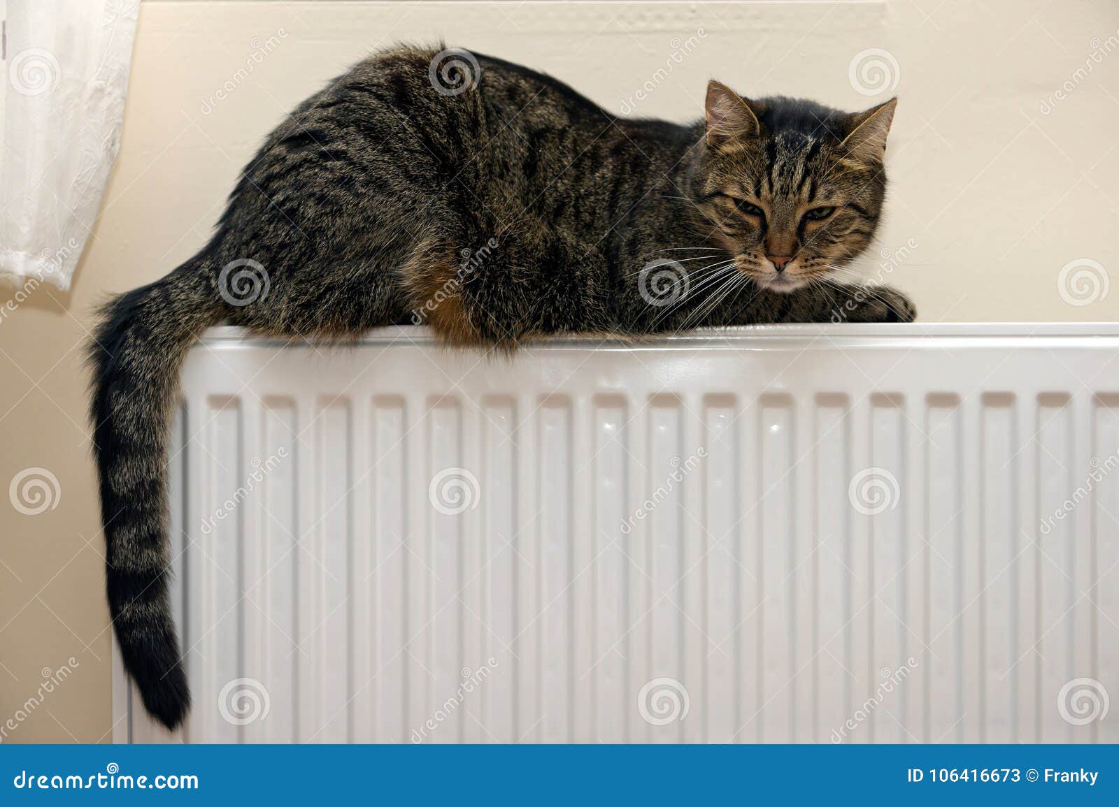 Tabby Cat Lying on Radiator Stock Image - Image of home, kitten: 106416673