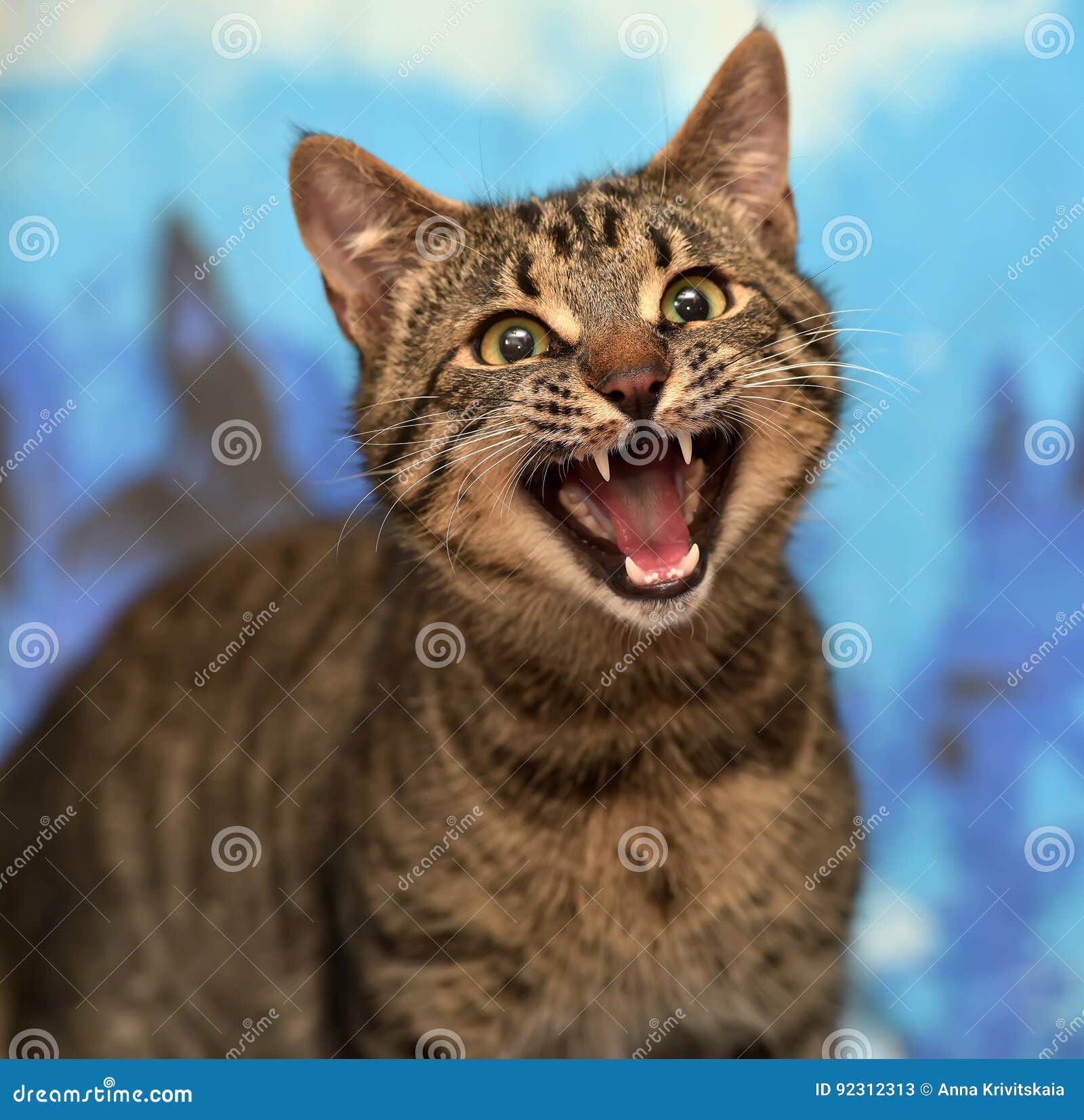 Tabby cat meows stock image. Image of domestic, cute - 92312313