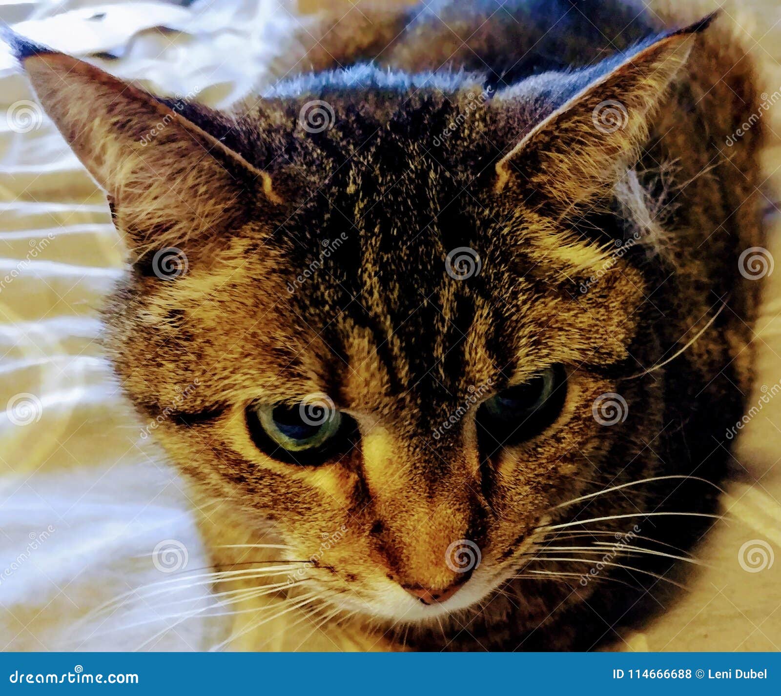 Tabby Cat stock photo. Image of beautiful, stripes, love - 114666688