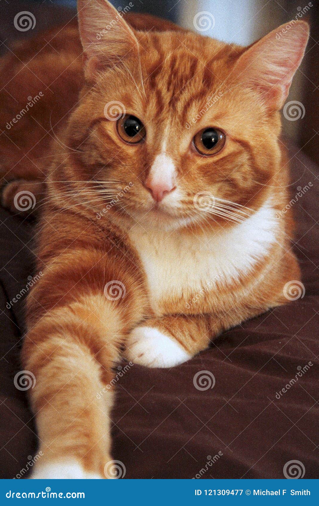 A tabby cat named Simba stock image. Image of domestic - 121309477