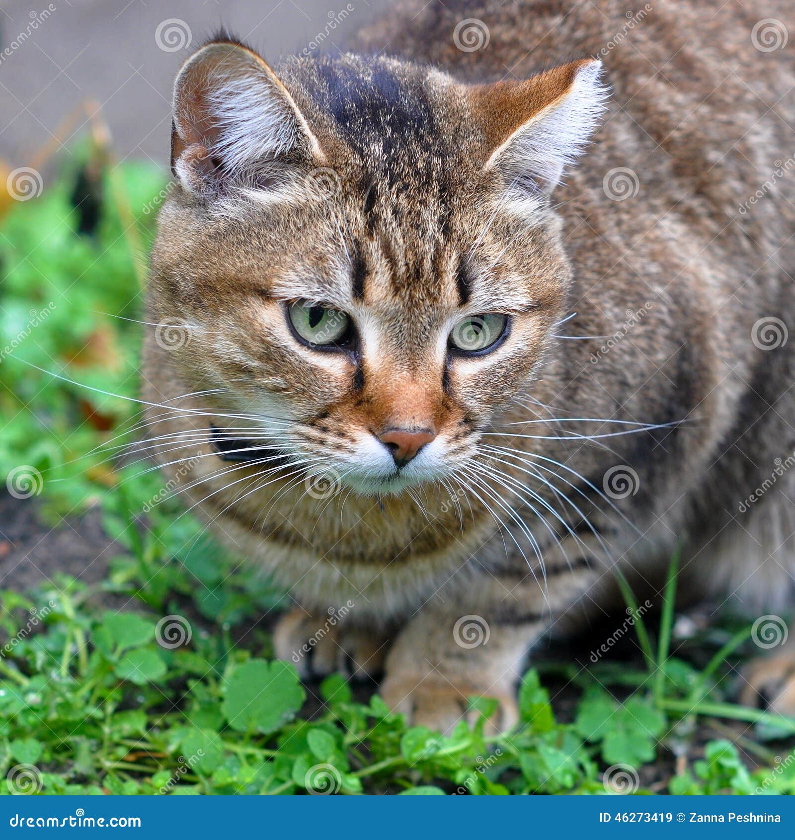 Tabby cat outside stock image. Image of hunting, funky - 46273419