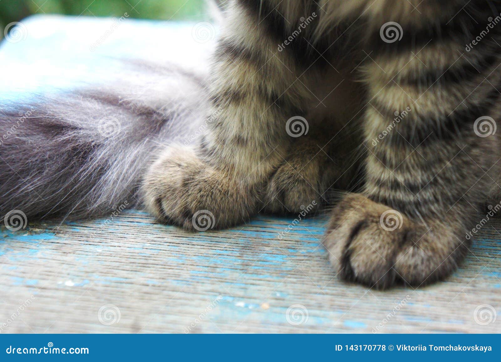 Tabby Cat Paws. Close-up Striped Kitten Paws Stock Photo - Image of ...