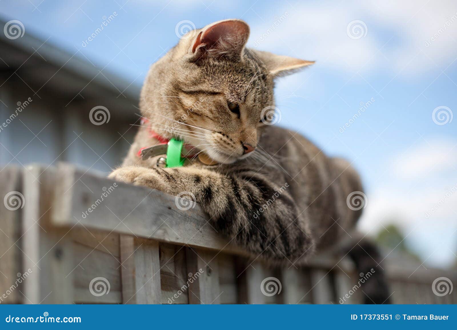 Tabby cat perched on fence stock image. Image of whisker - 17373551