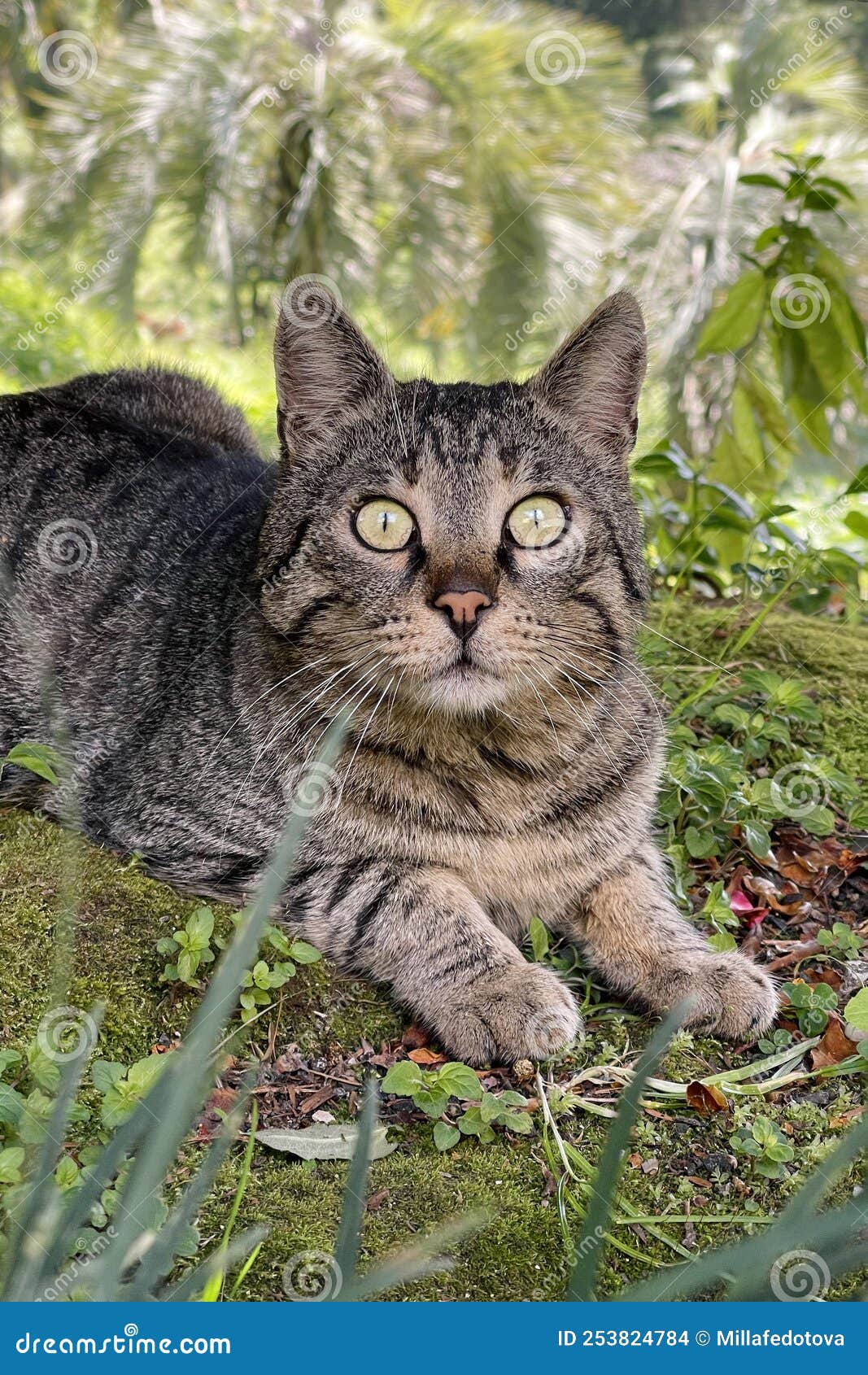 Tabby Cat Pet Relaxing Outdoor Stock Photo - Image of rest, yard: 253824784