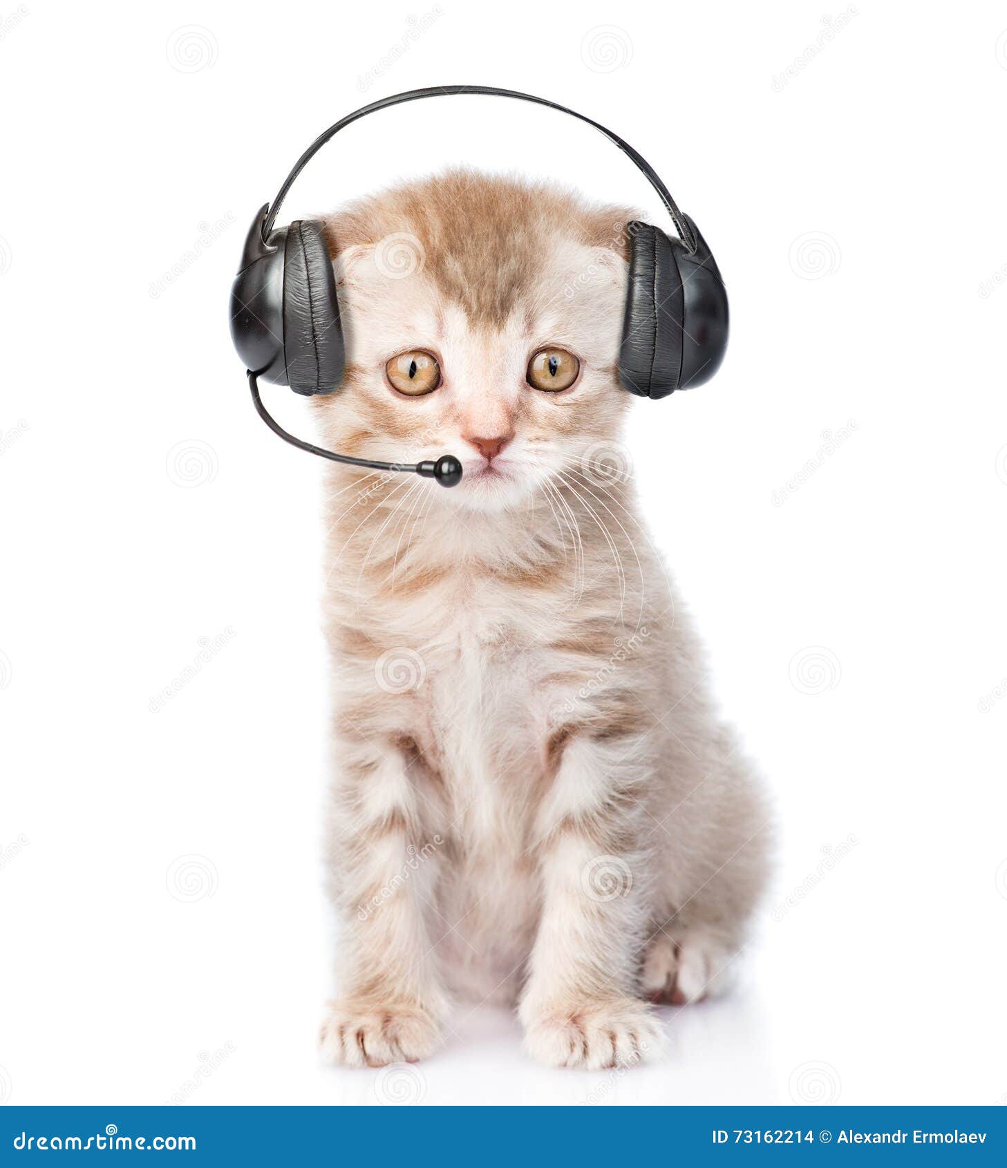 Tabby Cat with Phone Headset. on White Background Stock Photo - Image ...