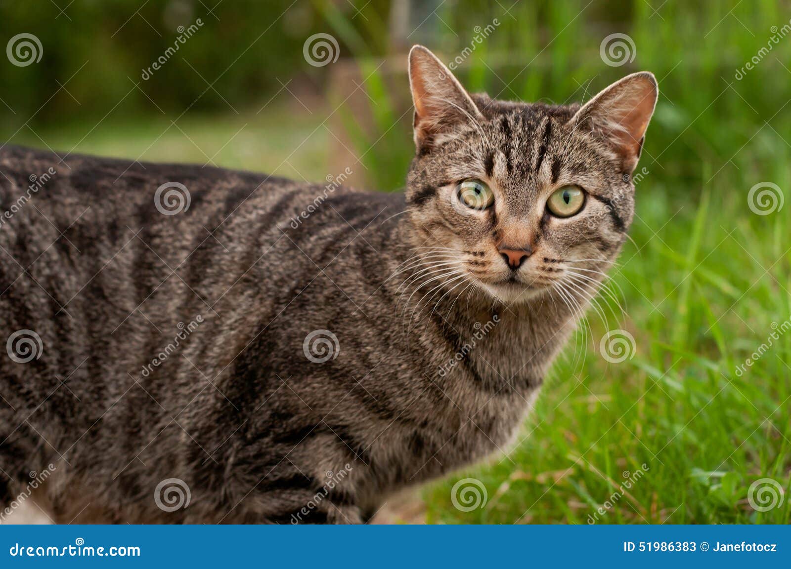 Tabby cat stock image. Image of eyes, nature, look, tabby - 51986383