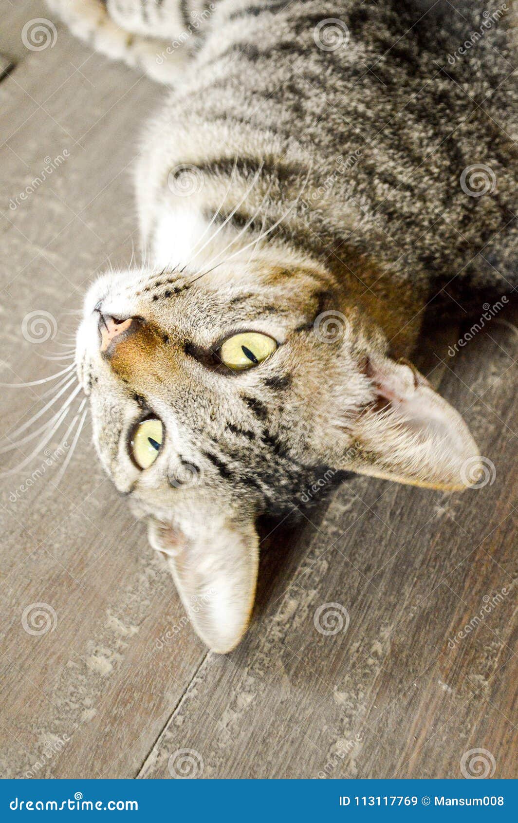 Tabby cat on plank floor stock image. Image of close - 113117769