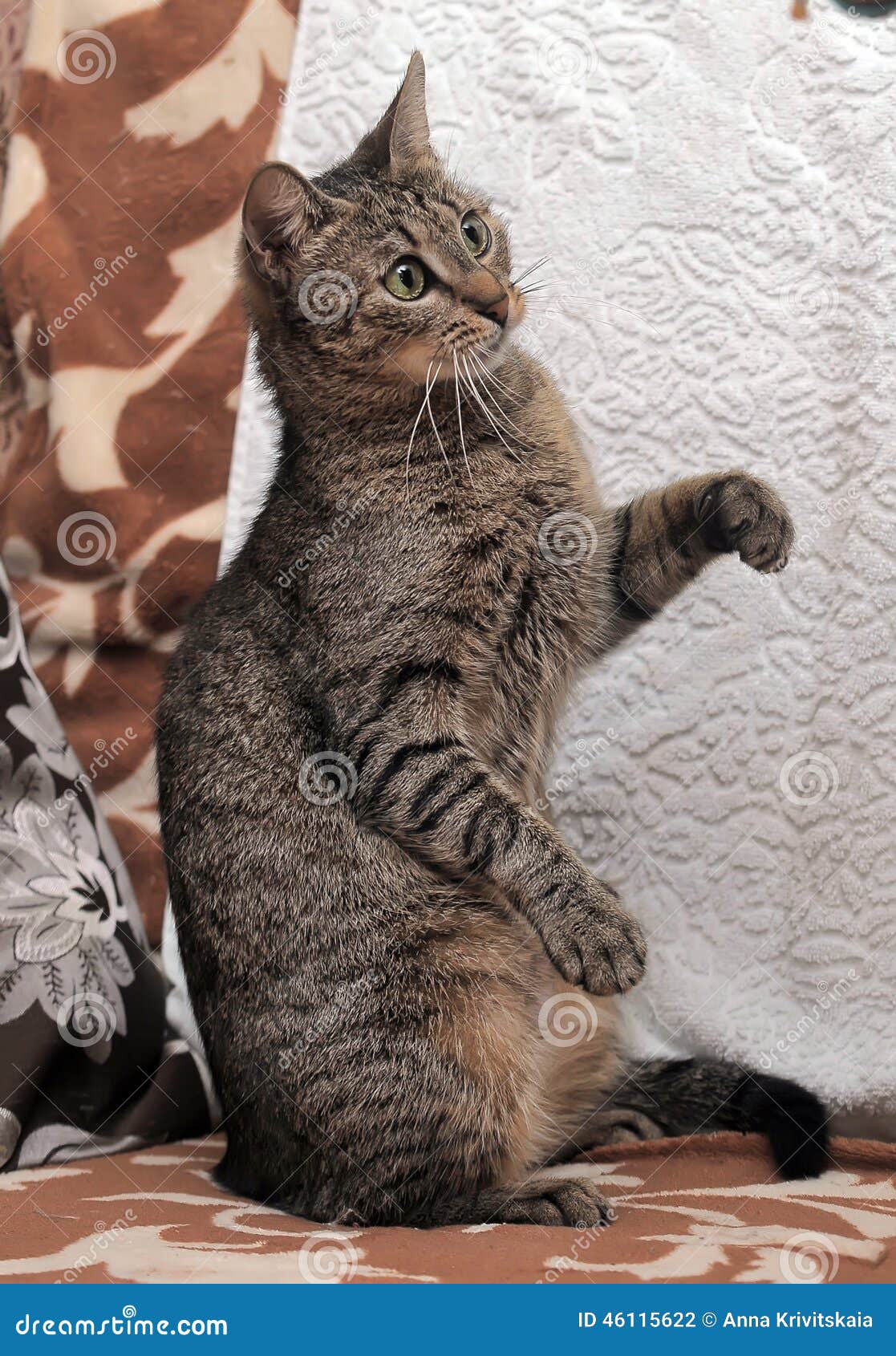 Tabby cat plays standing stock photo. Image of frolic - 46115622