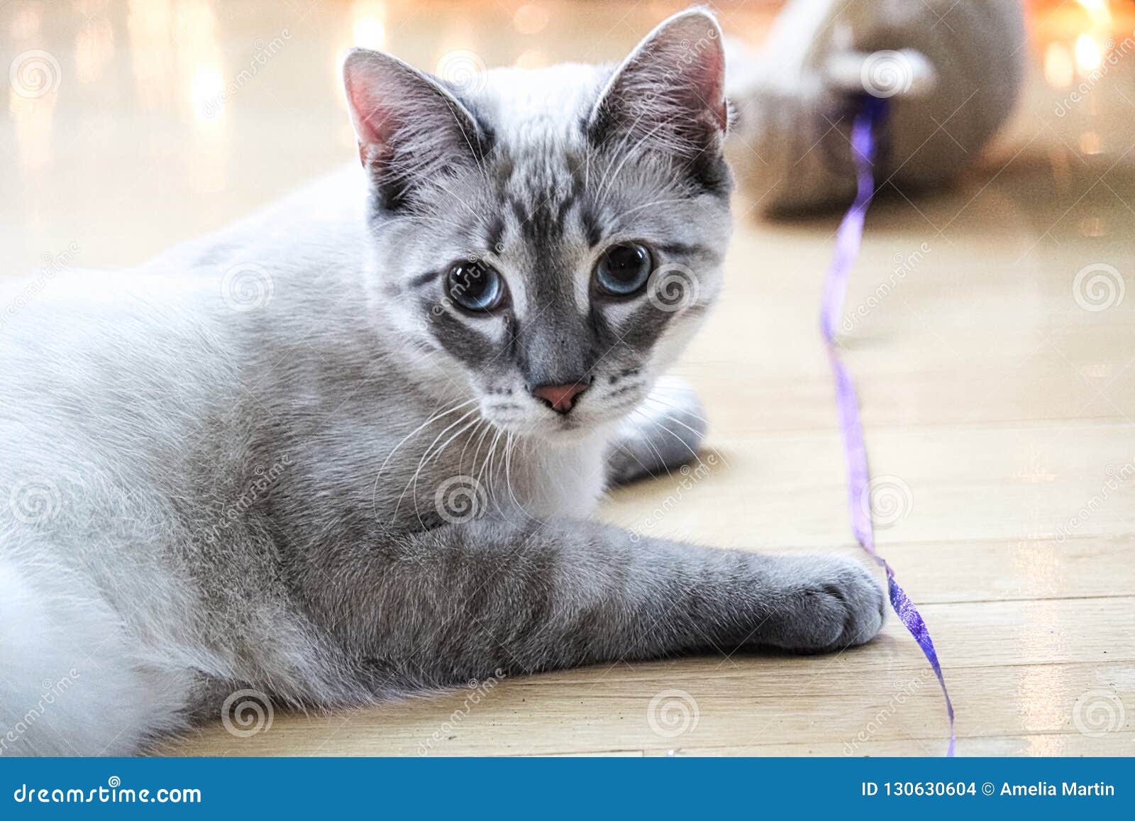 A Tabby Cat Plays with a Toy on a String Stock Photo - Image of floor ...