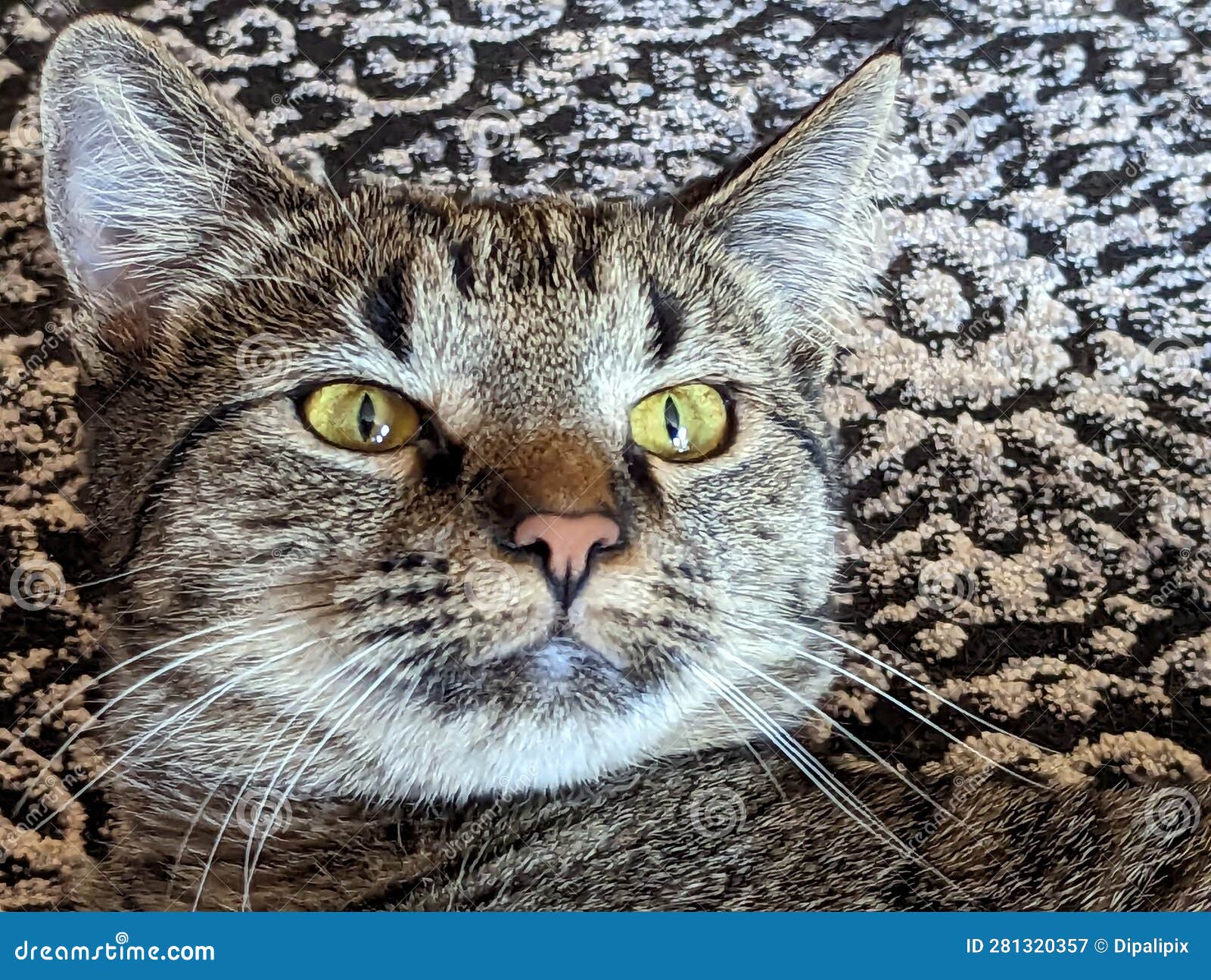 A Close-Up Portrait of a Tabby Cat S Mesmerizing Markings Stock Image ...