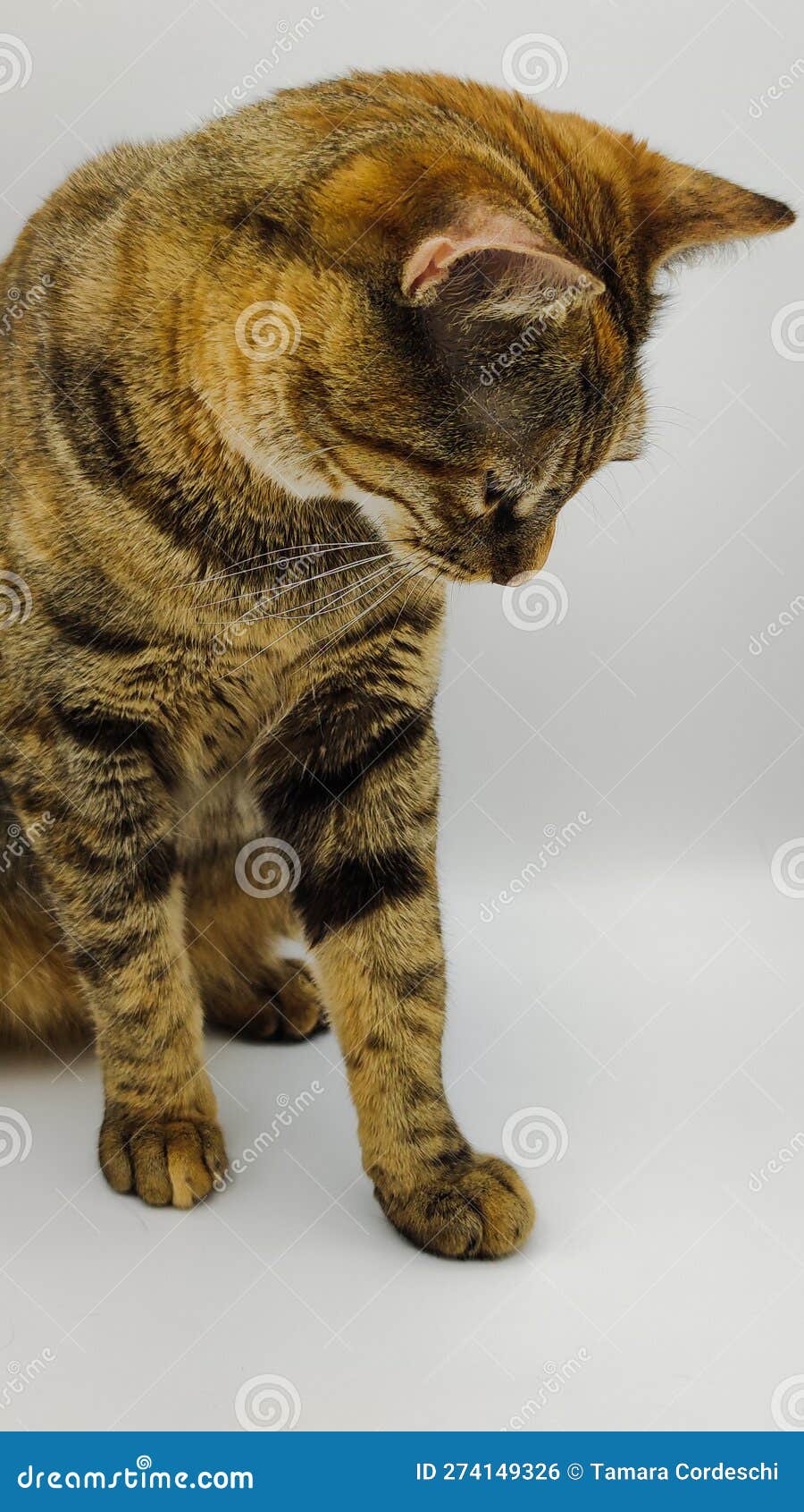Tabby Cat Poses For A Photo Stock Photography | CartoonDealer.com ...