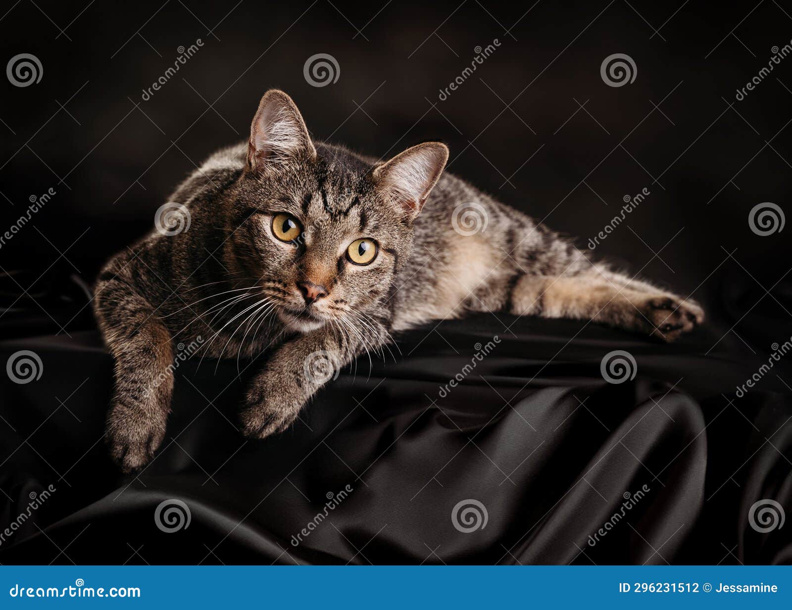 Tabby cat posing in studio stock photo. Image of silky - 296231512