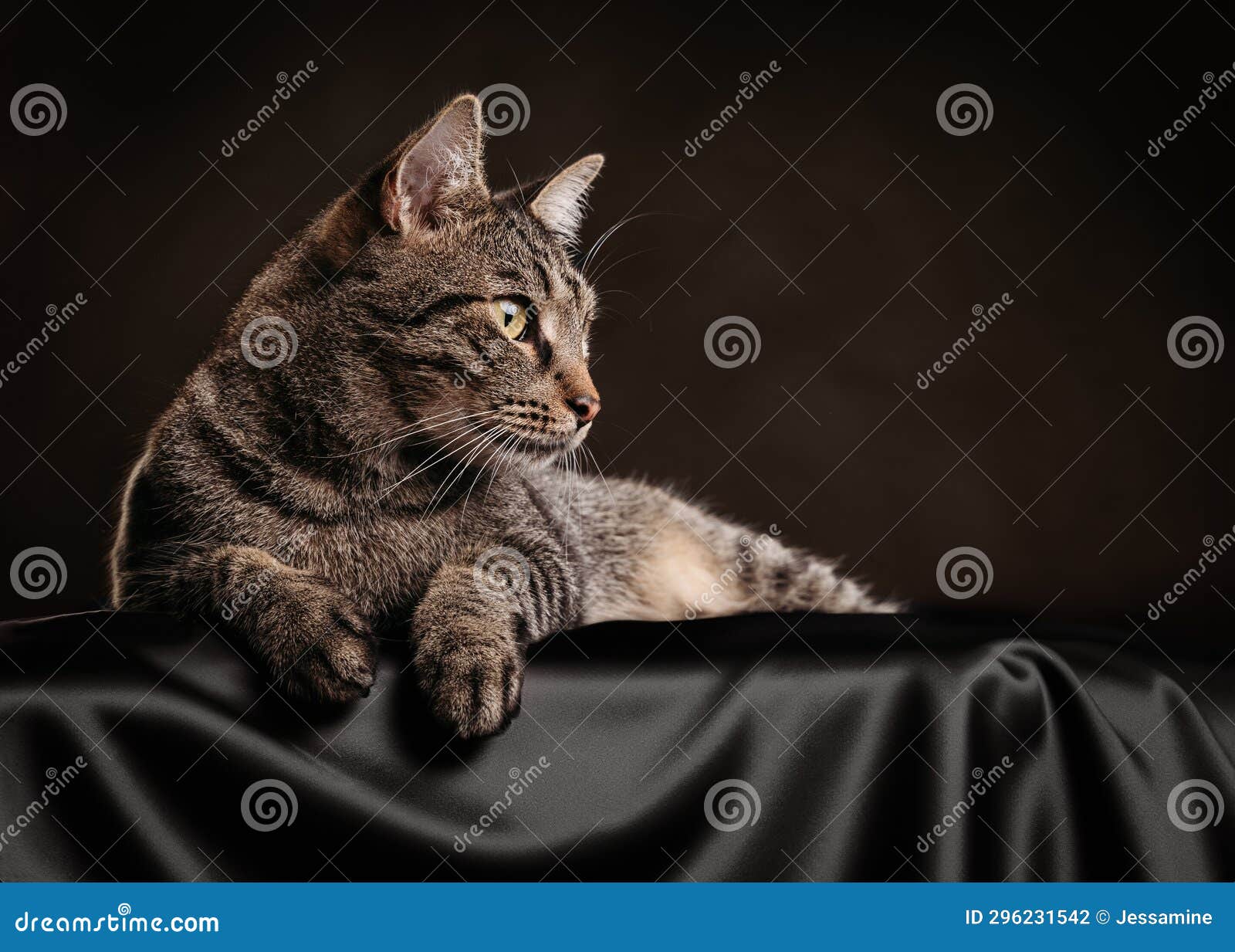Tabby cat posing in studio stock photo. Image of common - 296231542