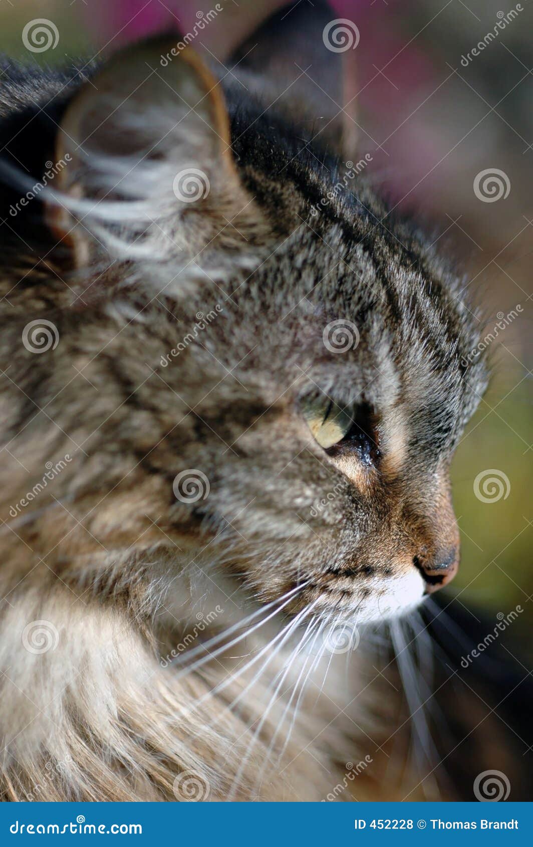 Head of brown tabby cat stock photo. Image of hair, creature - 452228