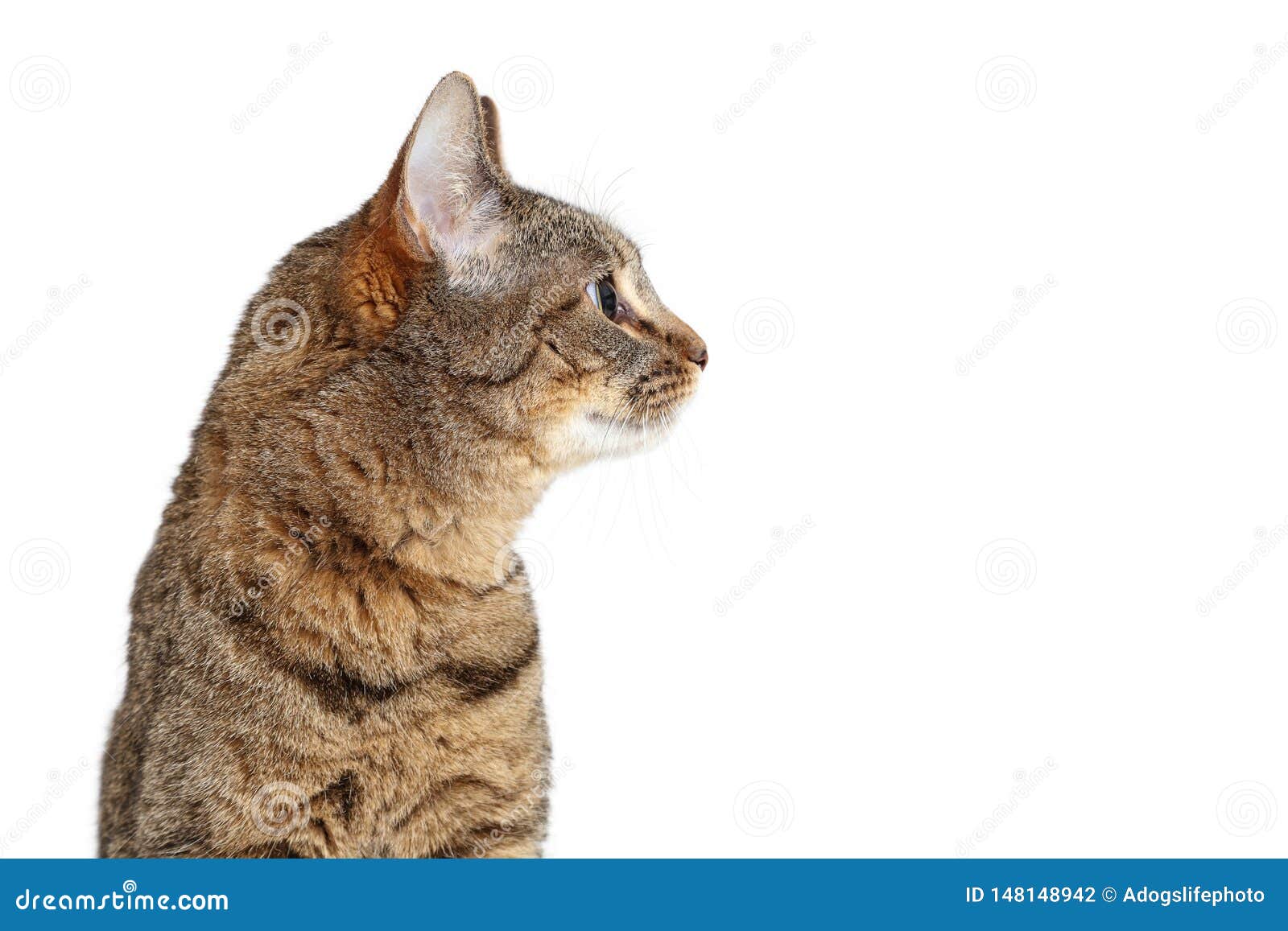 Tabby Cat Profile Looking Side Isolated Stock Photo - Image of black ...