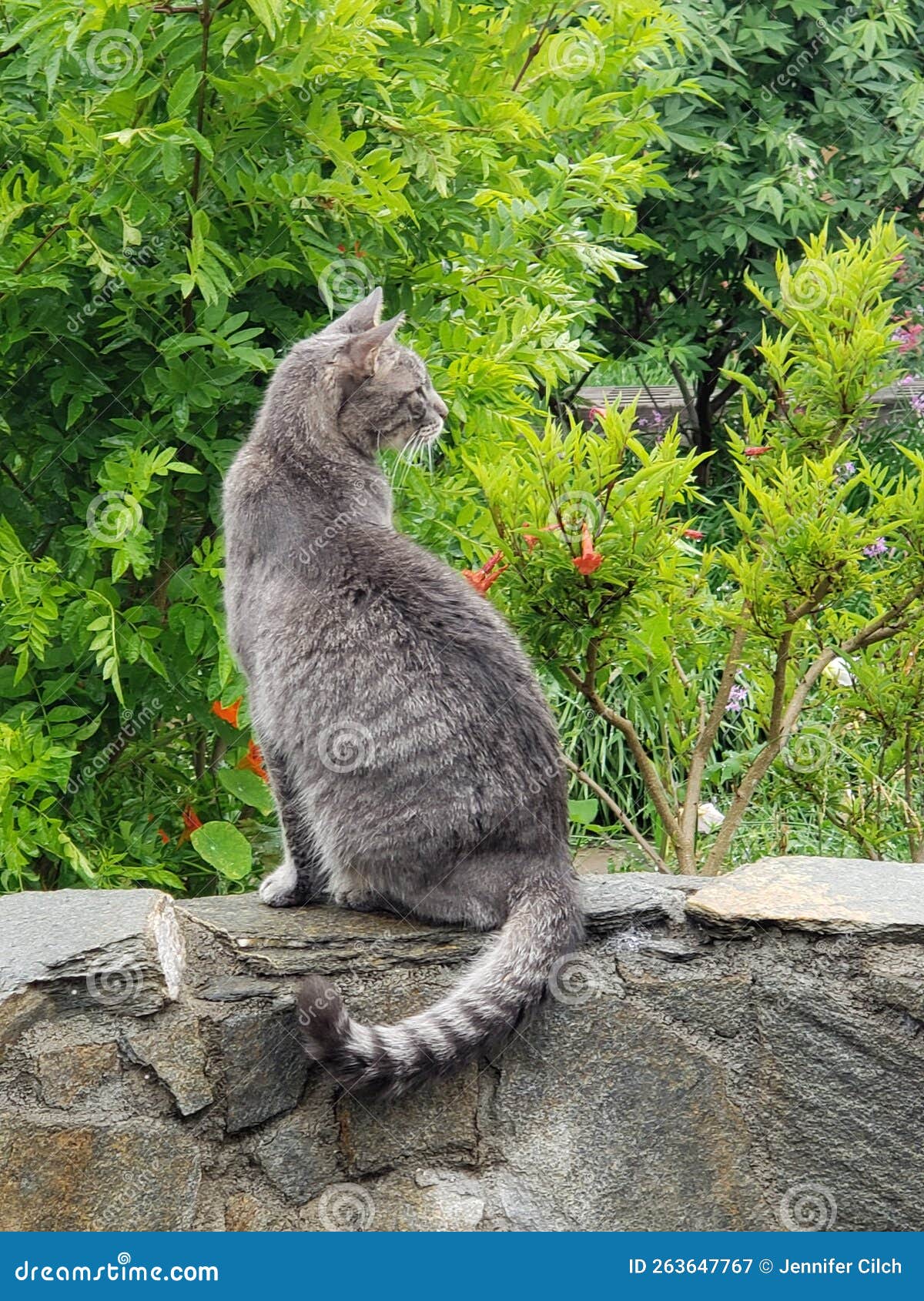 Tabby Cat Profile Outdoors Nature Stock Image - Image of nature ...