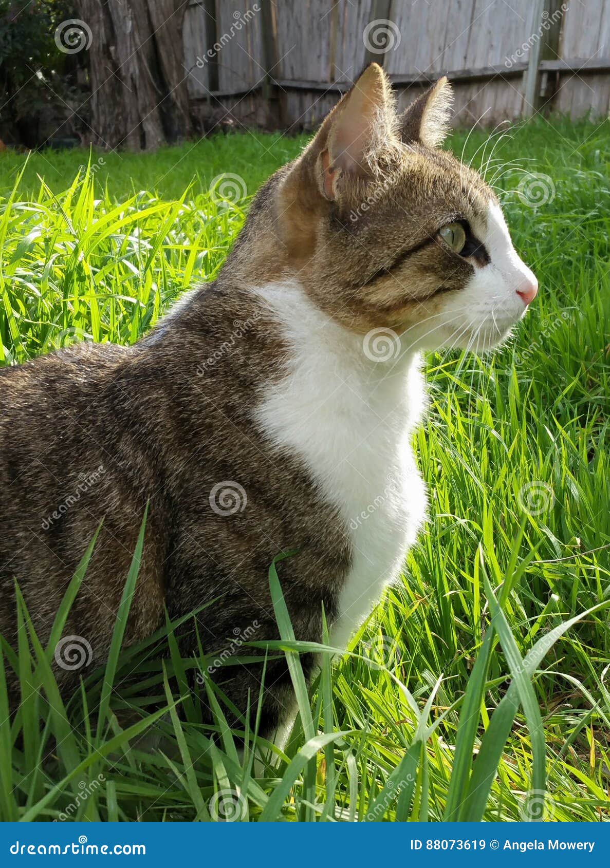 Tabby cat profile stock image. Image of grass, profile - 88073619