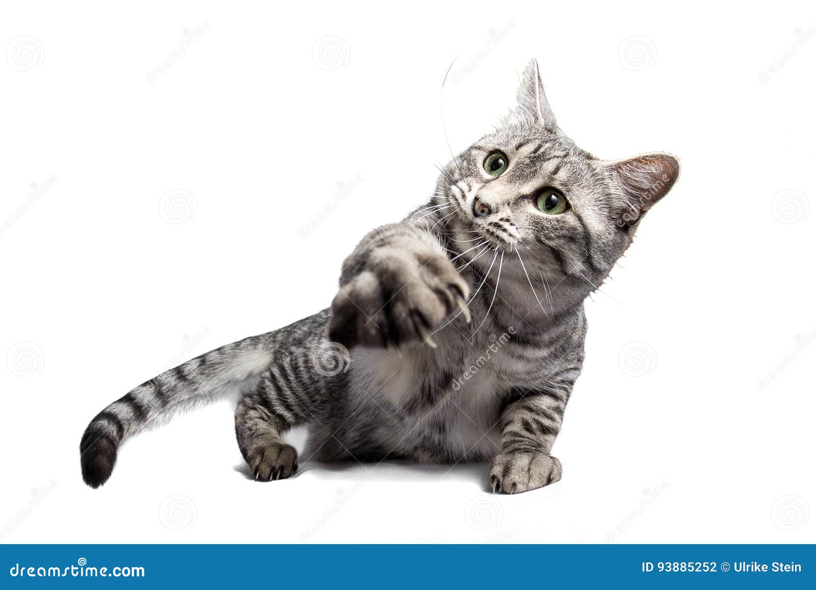 Tabby cat reaching out paw stock photo. Image of domestic - 93885252