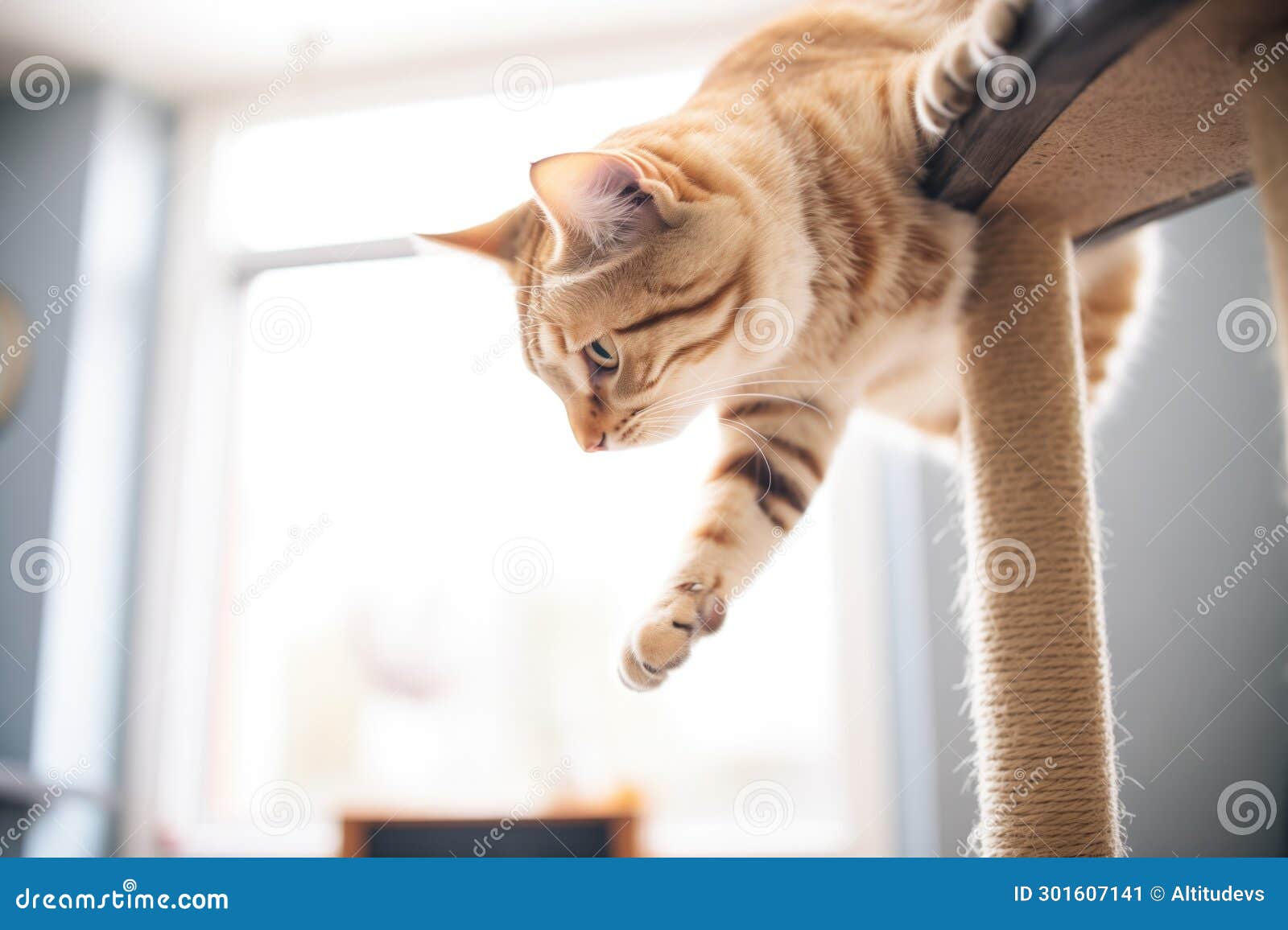 Tabby Cat Reaching the Top Platform of a Cat Tree Stock Image - Image ...