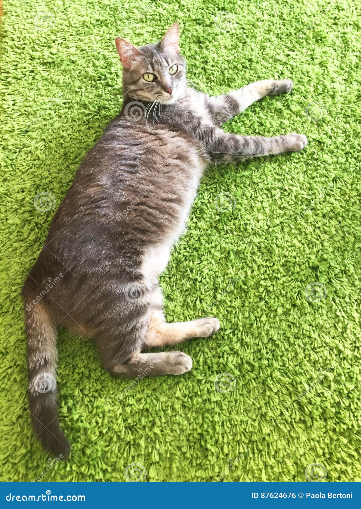 Tabby Cat Relaxing on the Carpet Stock Photo - Image of animal ...