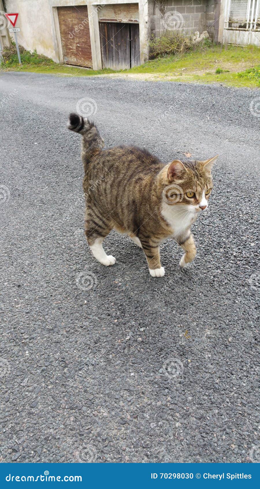 Tabby Cat Stepping Out in Road Stock Photo - Image of road, catcher ...