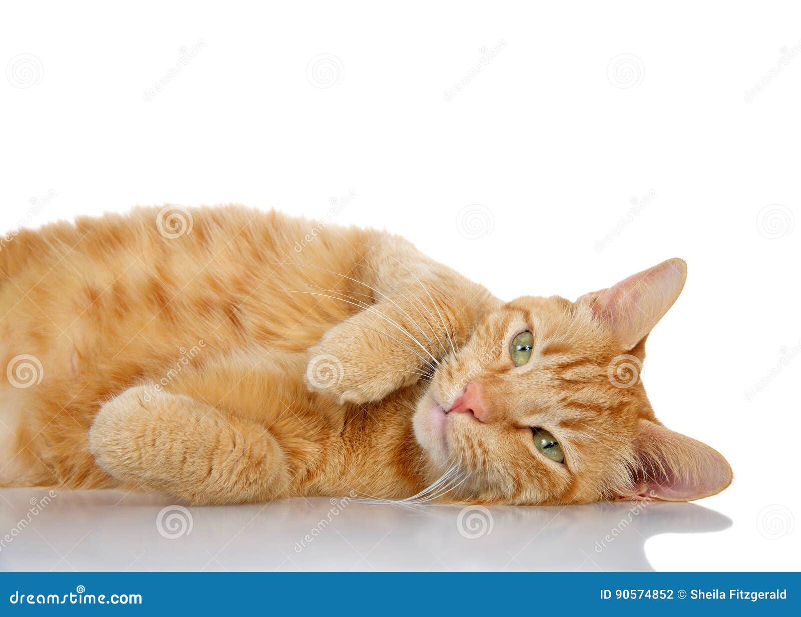Tabby Cat Rolled Over on Reflective Surface Paws Curled Up Playfully ...