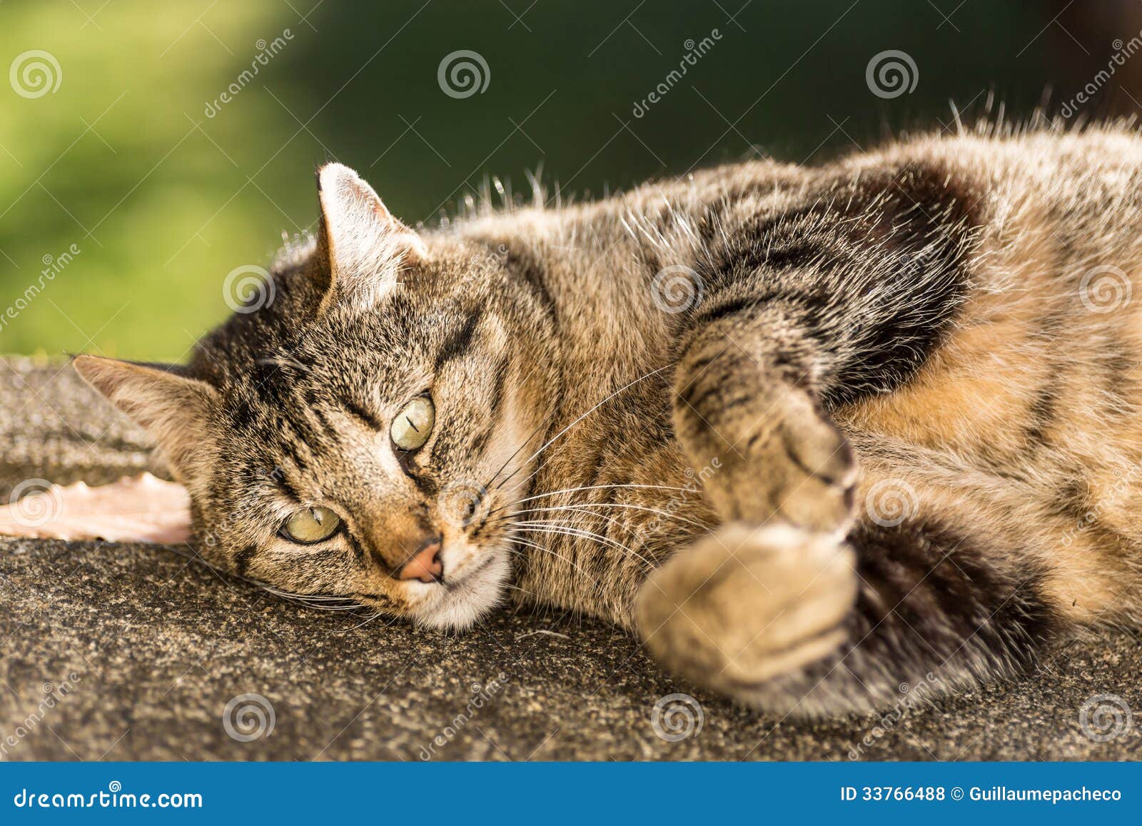 Tabby Cat Rolling on the Ground Stock Photo - Image of animal, outdoor ...