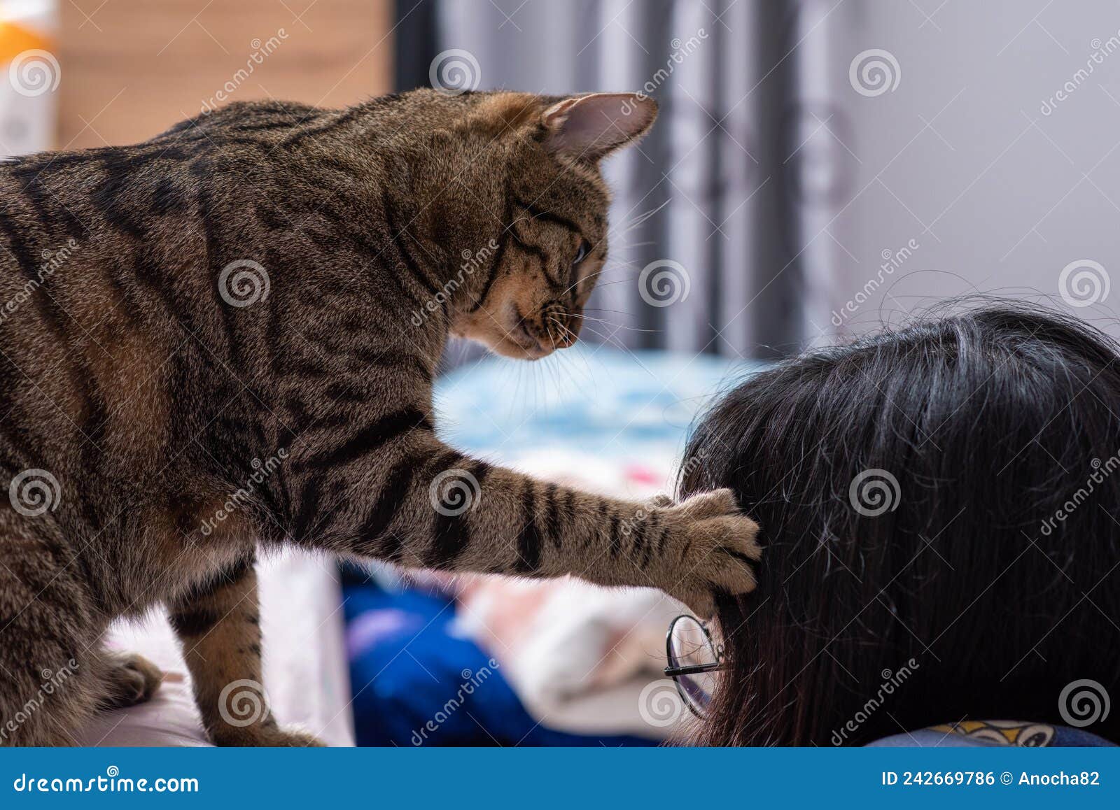Tabby Cat`s Hand Slaps a Person`s Head Stock Photo - Image of kitty ...
