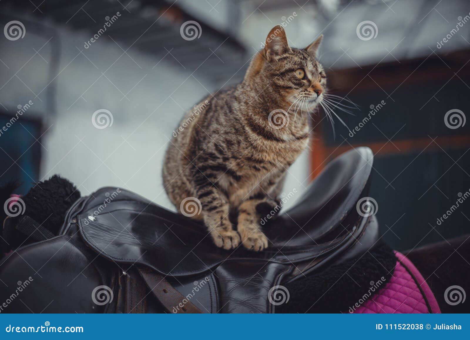 Tabby cat on saddle stock photo. Image of decorative - 111522038