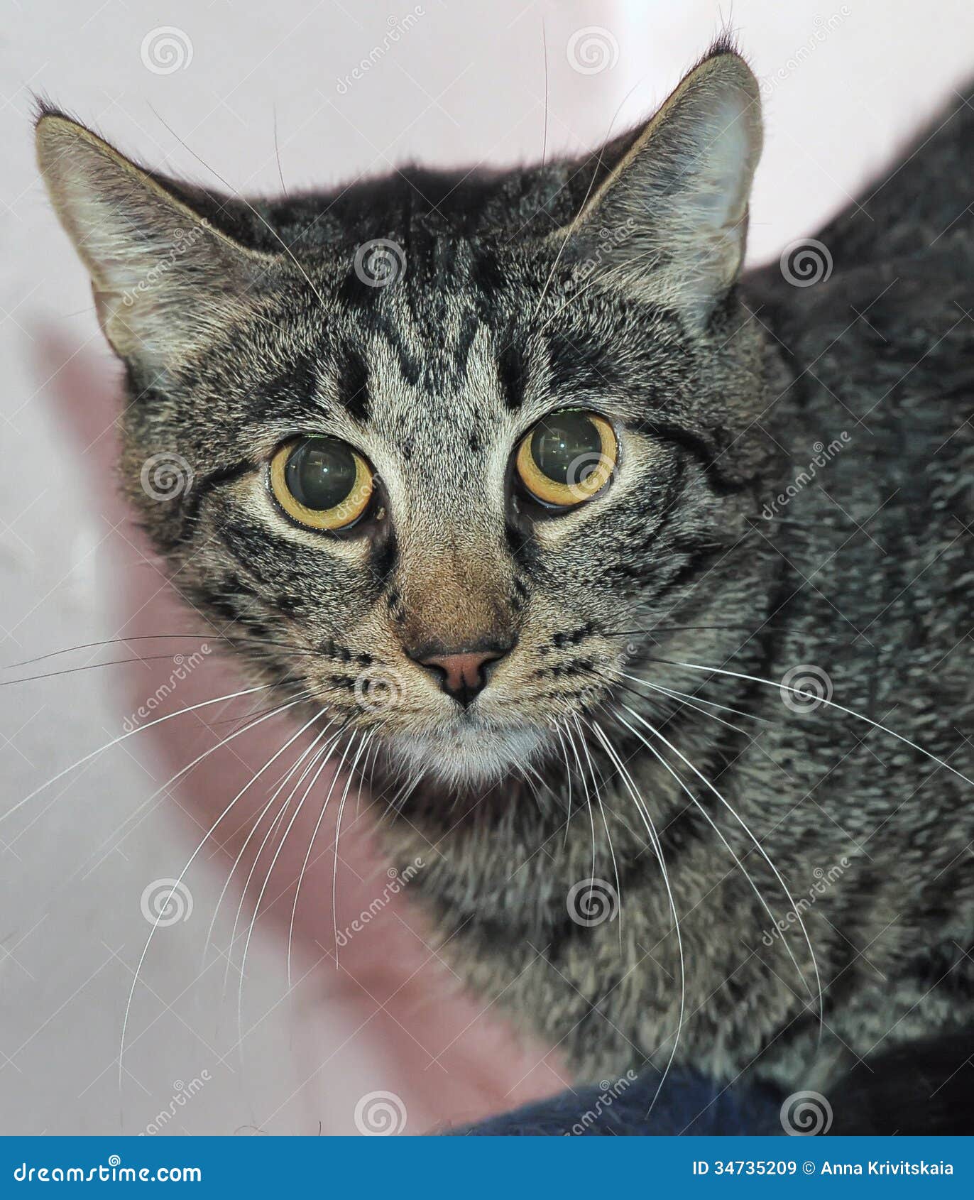 Tabby Cat with a Scared Look Stock Image - Image of animal, confused ...