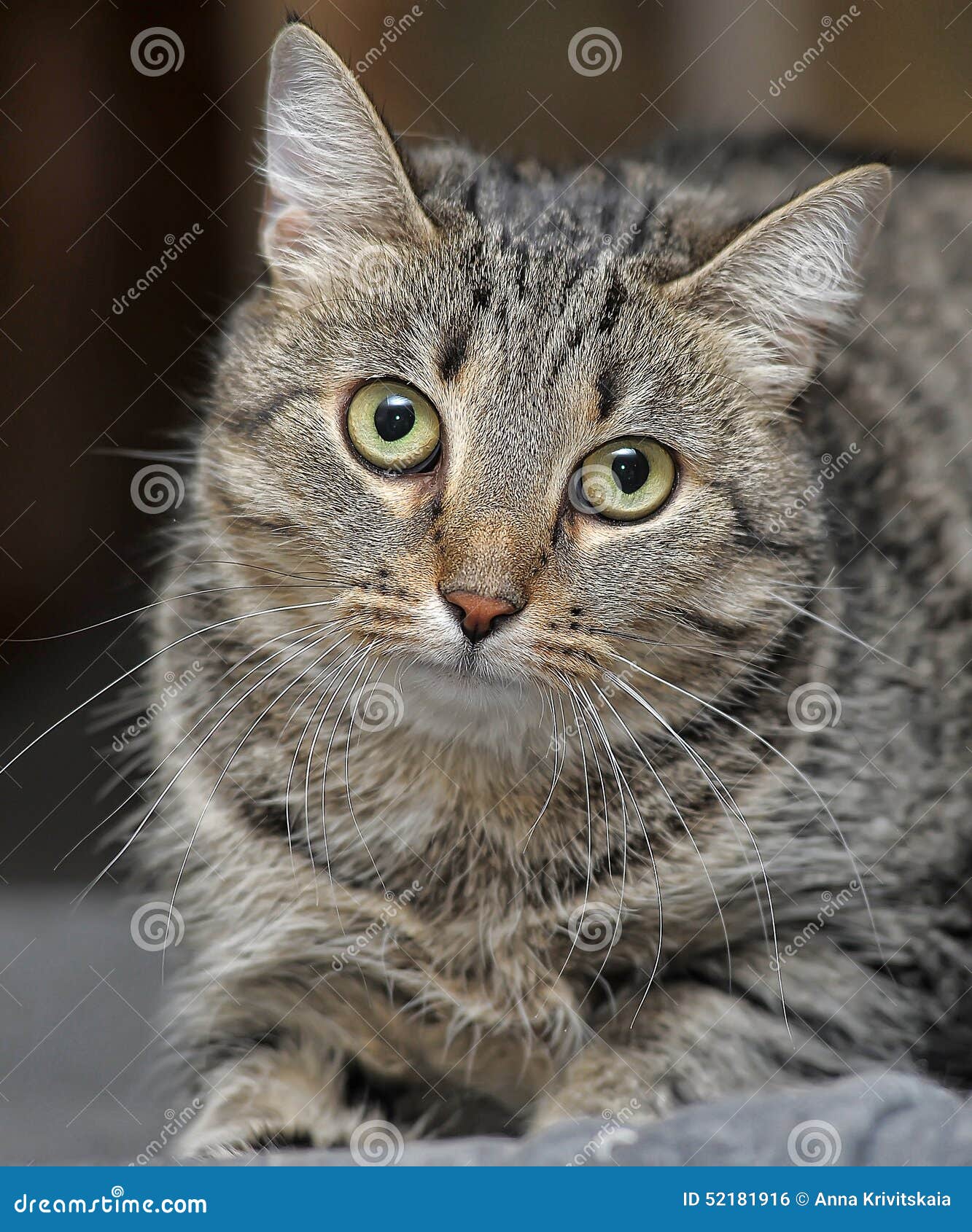 Tabby Cat with a Scared Look Stock Photo - Image of distorted ...