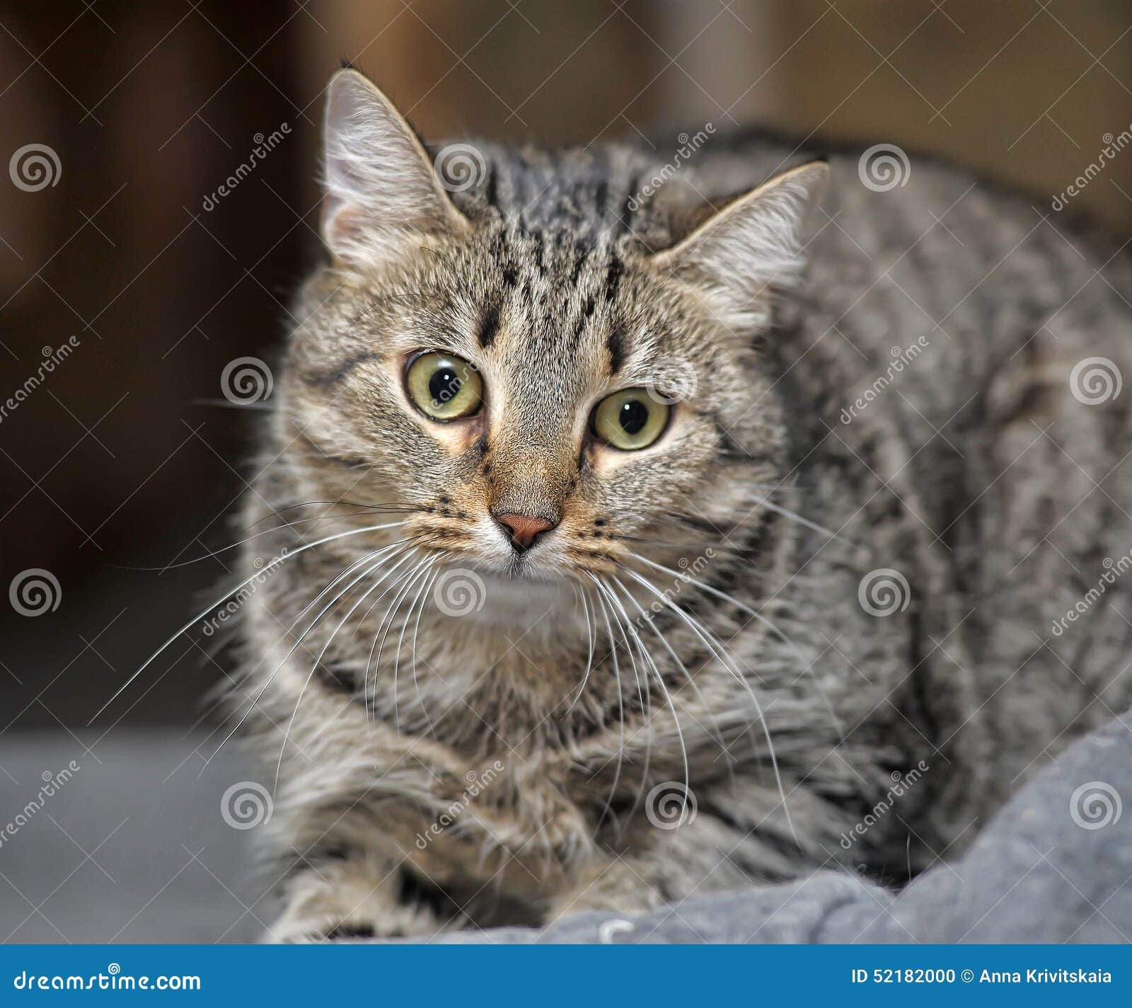 Tabby Cat with a Scared Look Stock Photo - Image of confused, animal ...