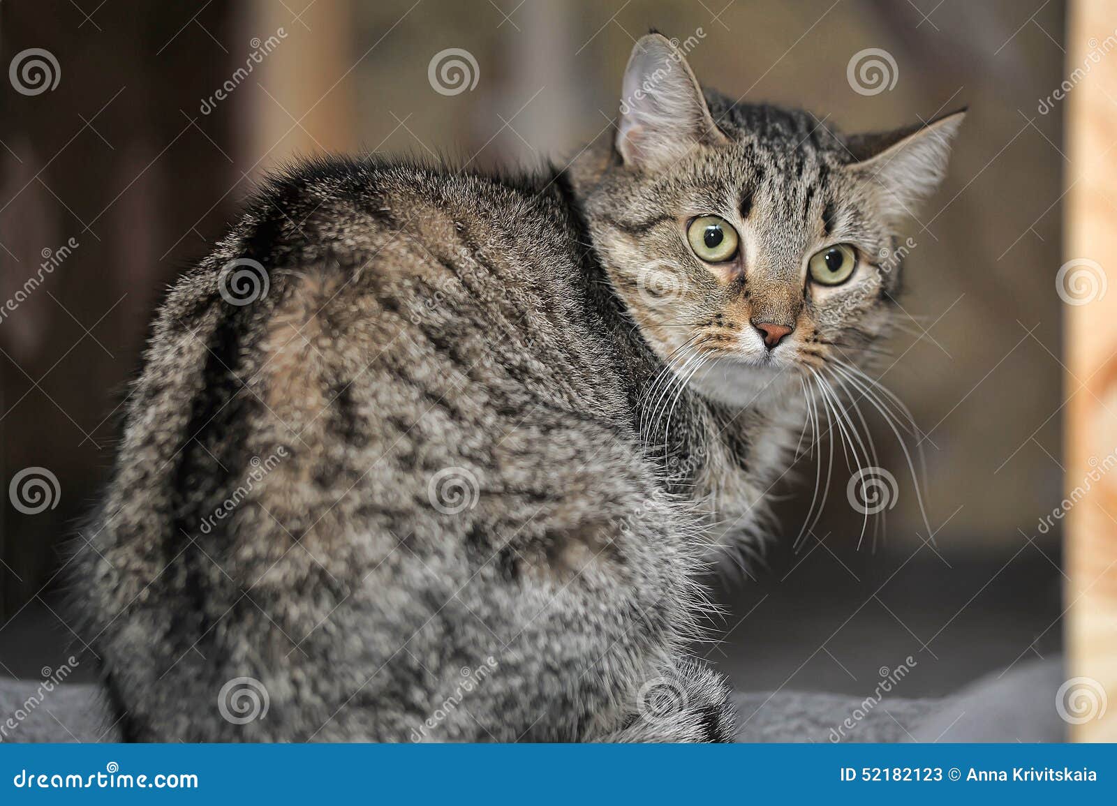 Tabby Cat with a Scared Look Stock Image - Image of confused ...