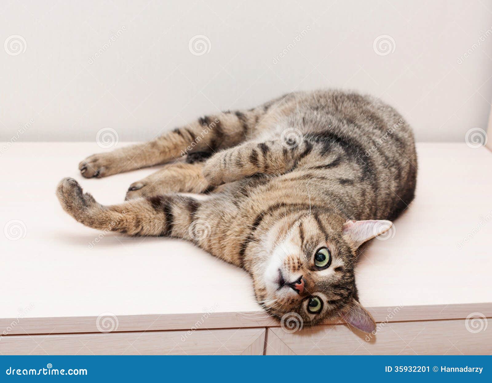 Tabby Cat with a Scared and Unhappy Lying Stock Image - Image of ...