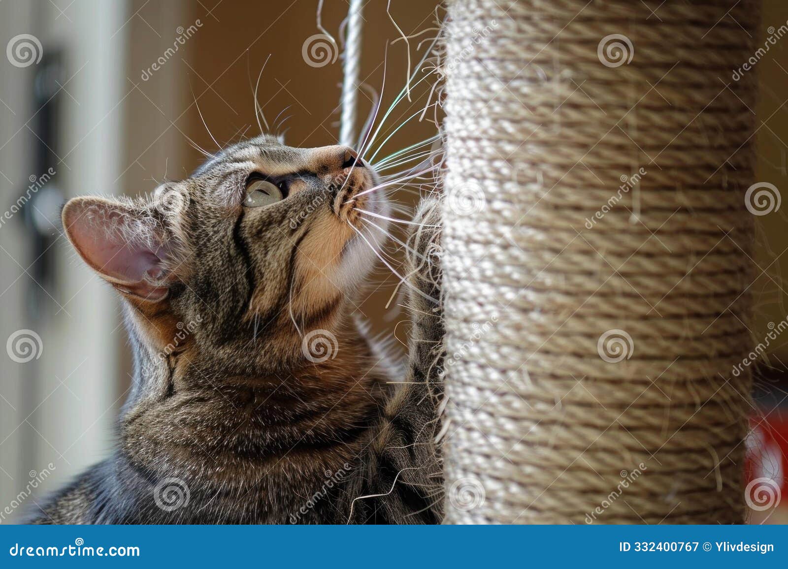 Tabby Cat Scratching on a Rope Scratching Post Stock Image - Image of ...