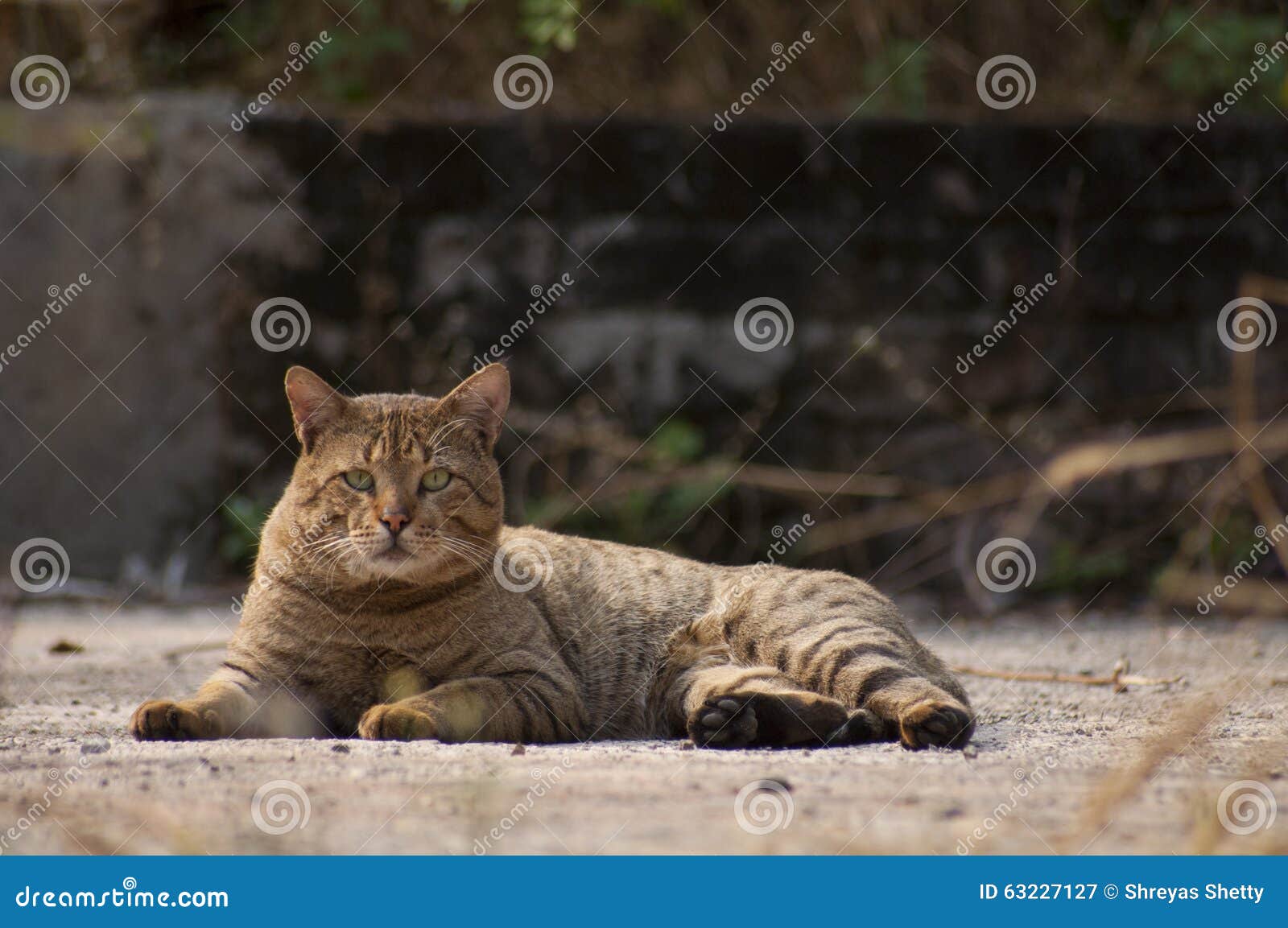 Tabby Cat stock image. Image of india, tabby, seated - 63227127