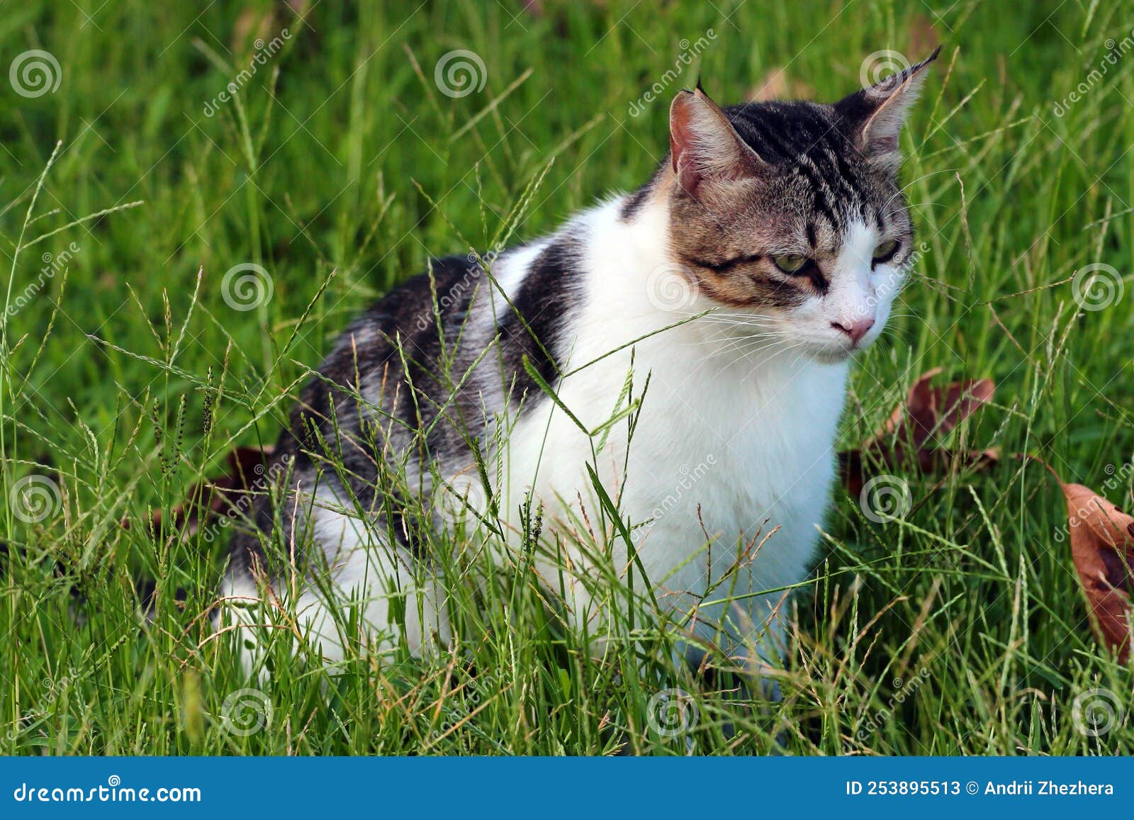 Tabby Cat Sits in Green Grass Stock Image - Image of outdoors, fluffy ...